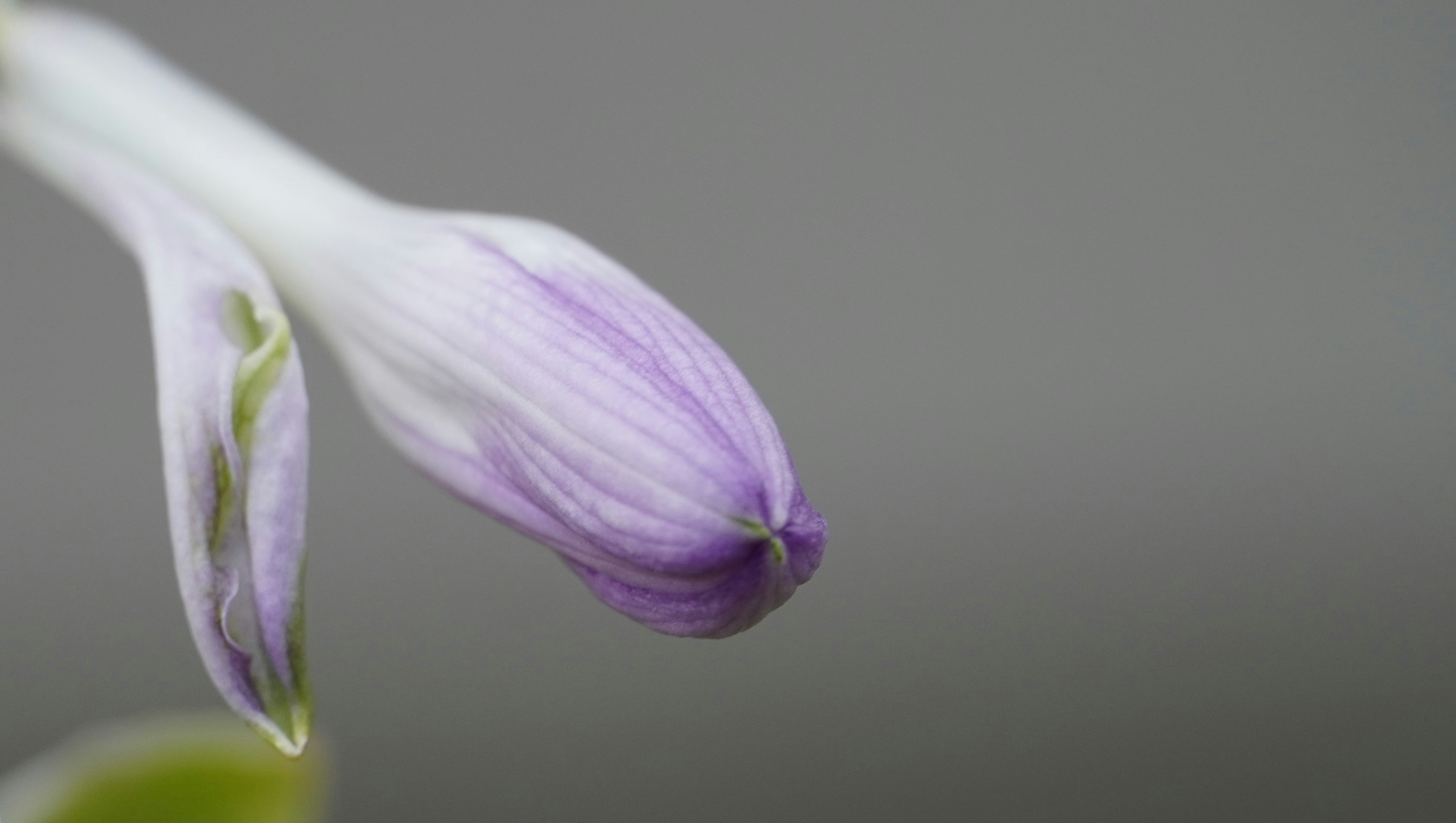 Hostas flower on grounds of Monroe County Courthouse, Bloomington, Indiana. | purple and white flower in close up photography