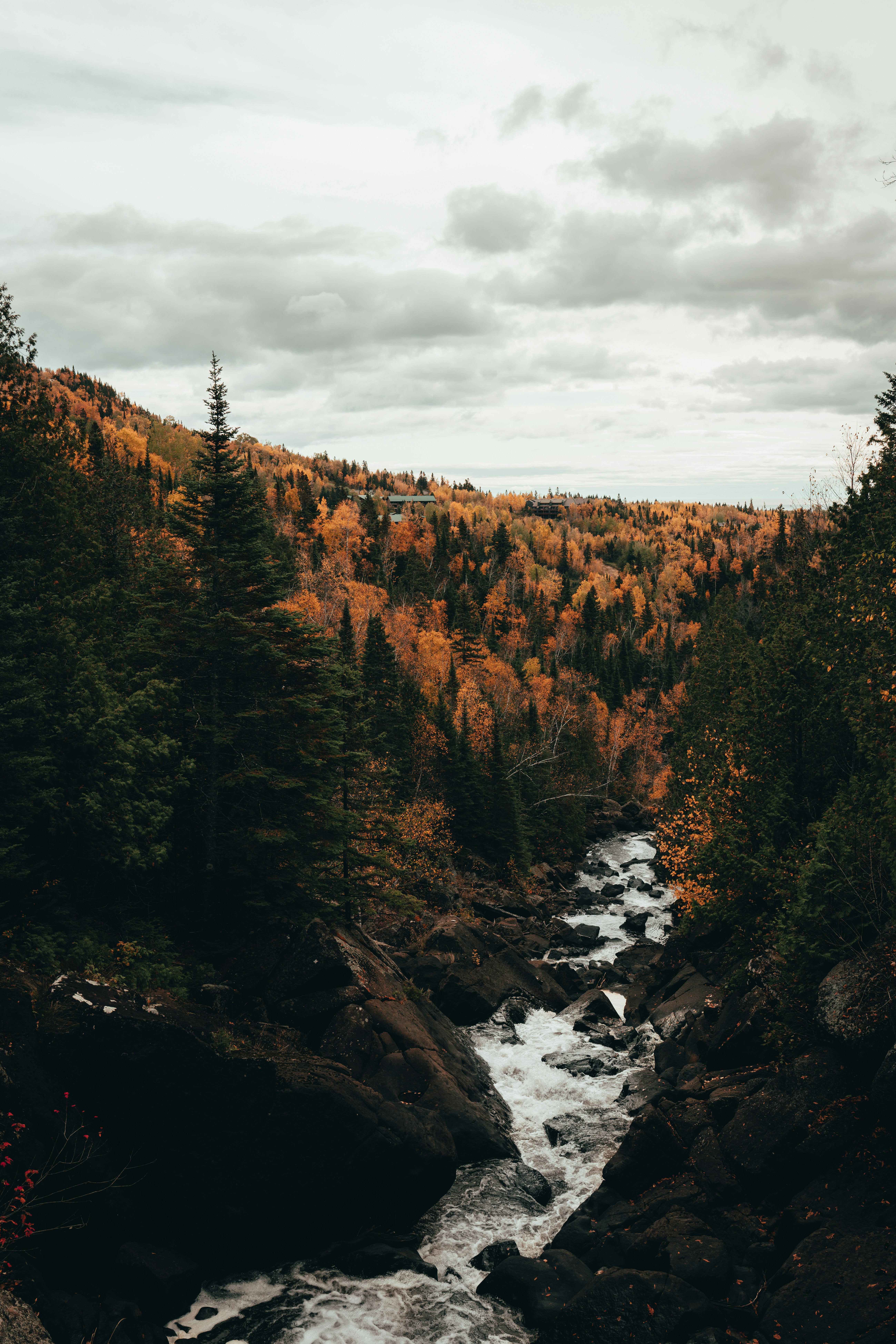 Rushing river flows through a vibrant autumn forest, showcasing a blend of golden and green foliage under a cloudy sky.