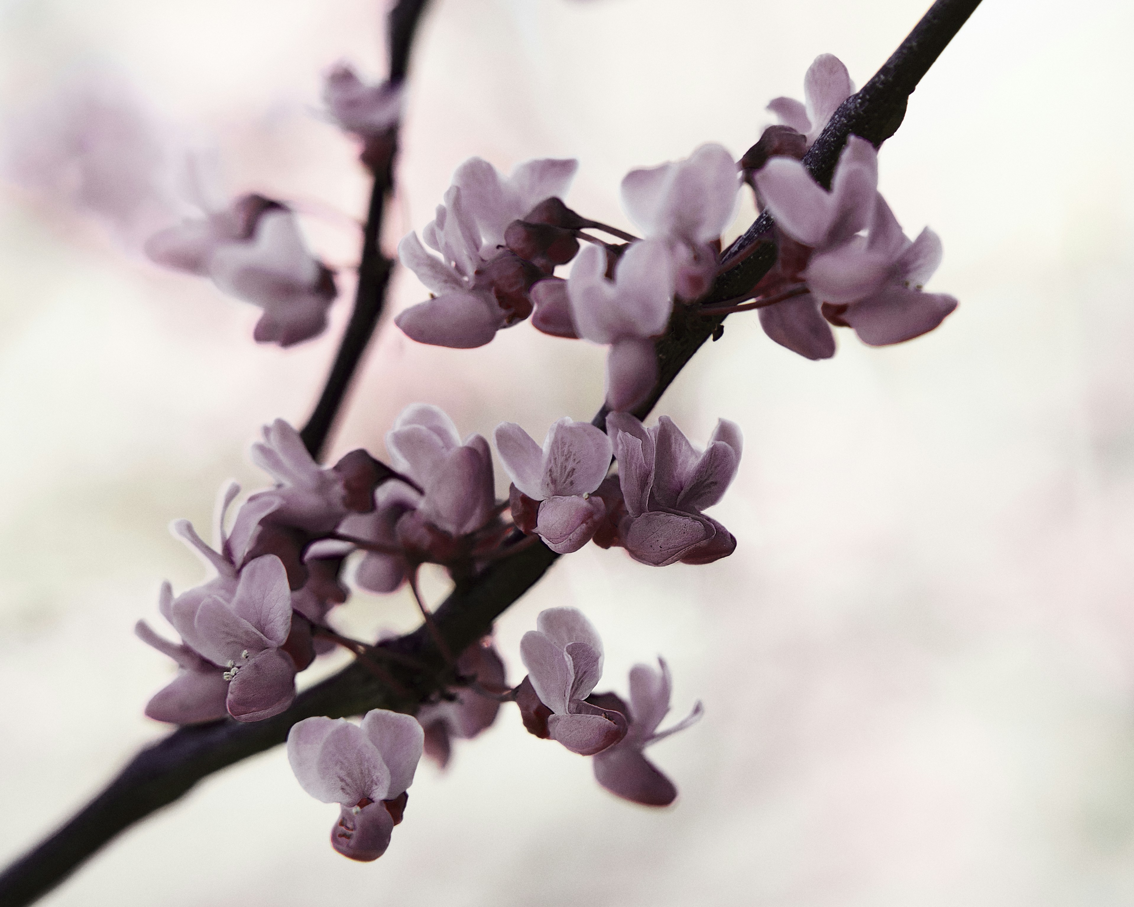 Lavender Lace: Close-Up Lilac Blossoms in Soft Backlight