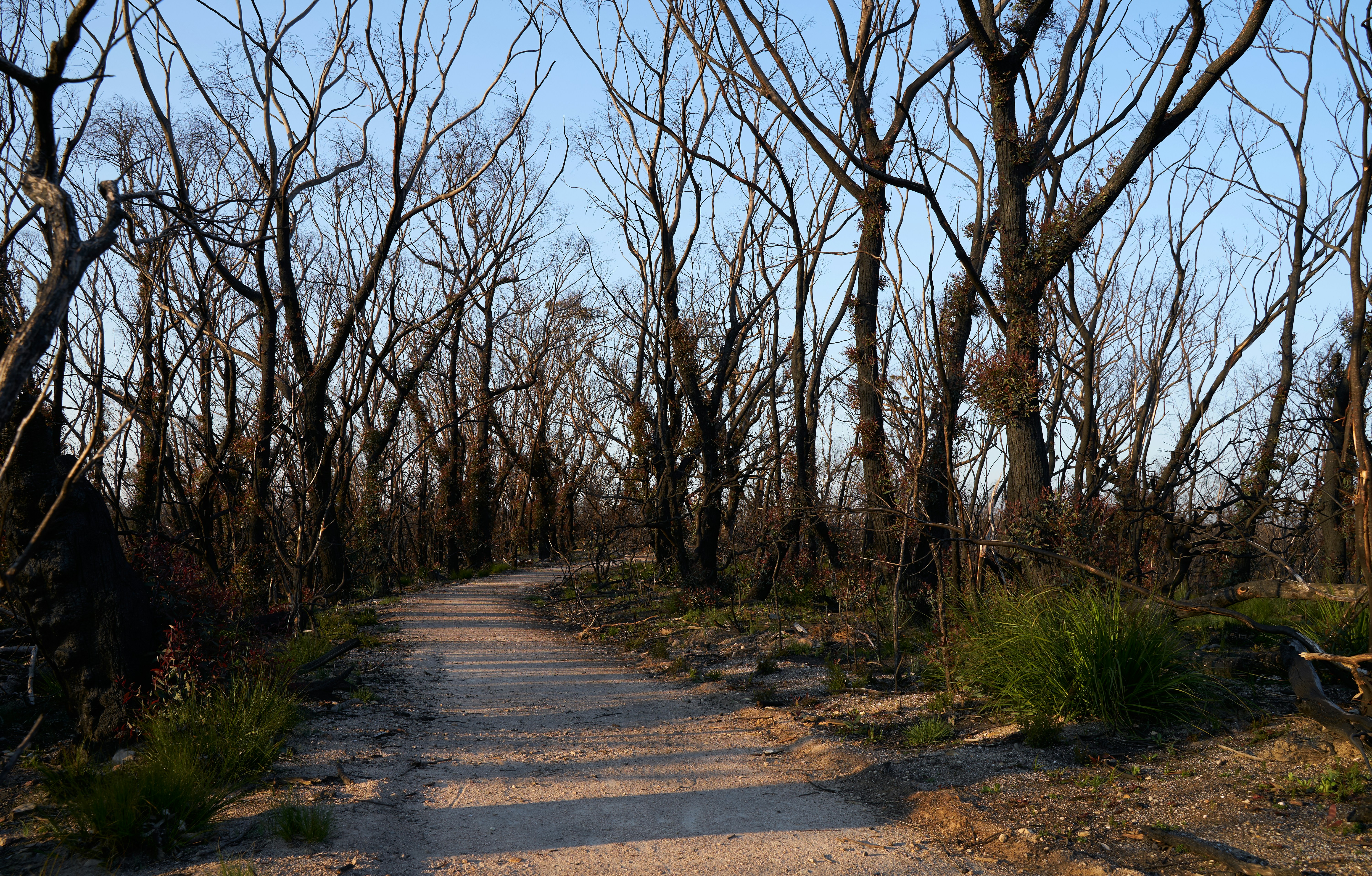 Sunlit Footpath Through a Bare-Tree Forest at Dusk