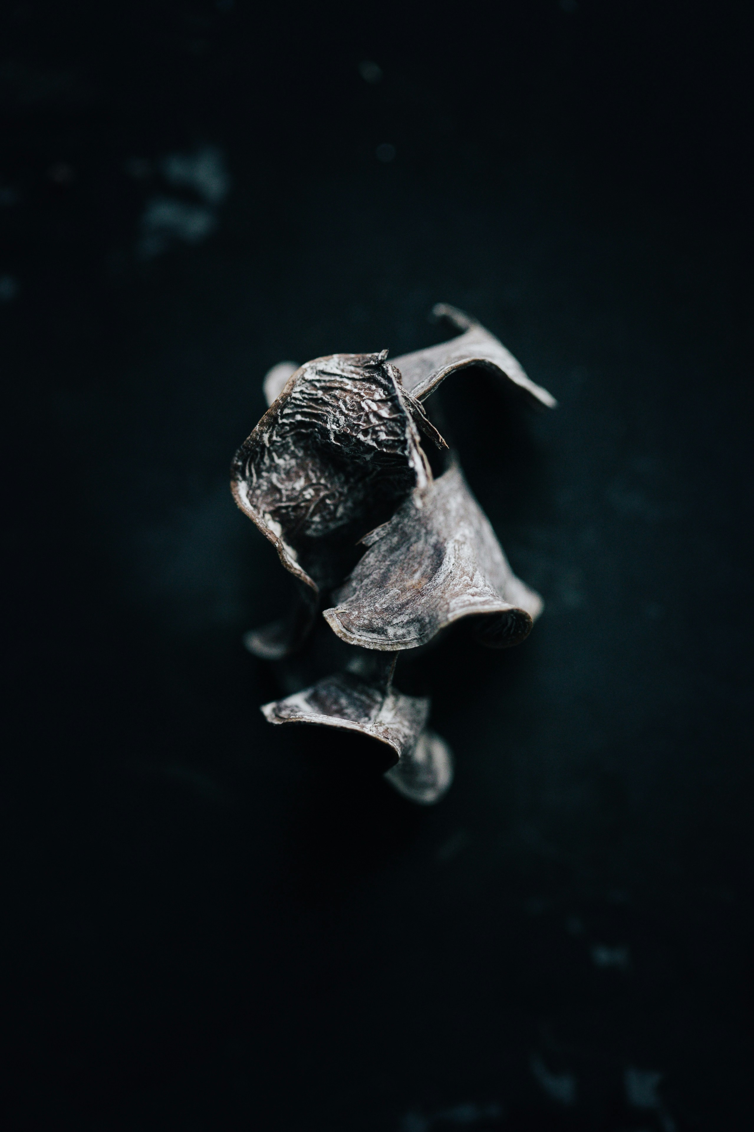 White and black bird skull photo – Free Grey Image on Unsplash