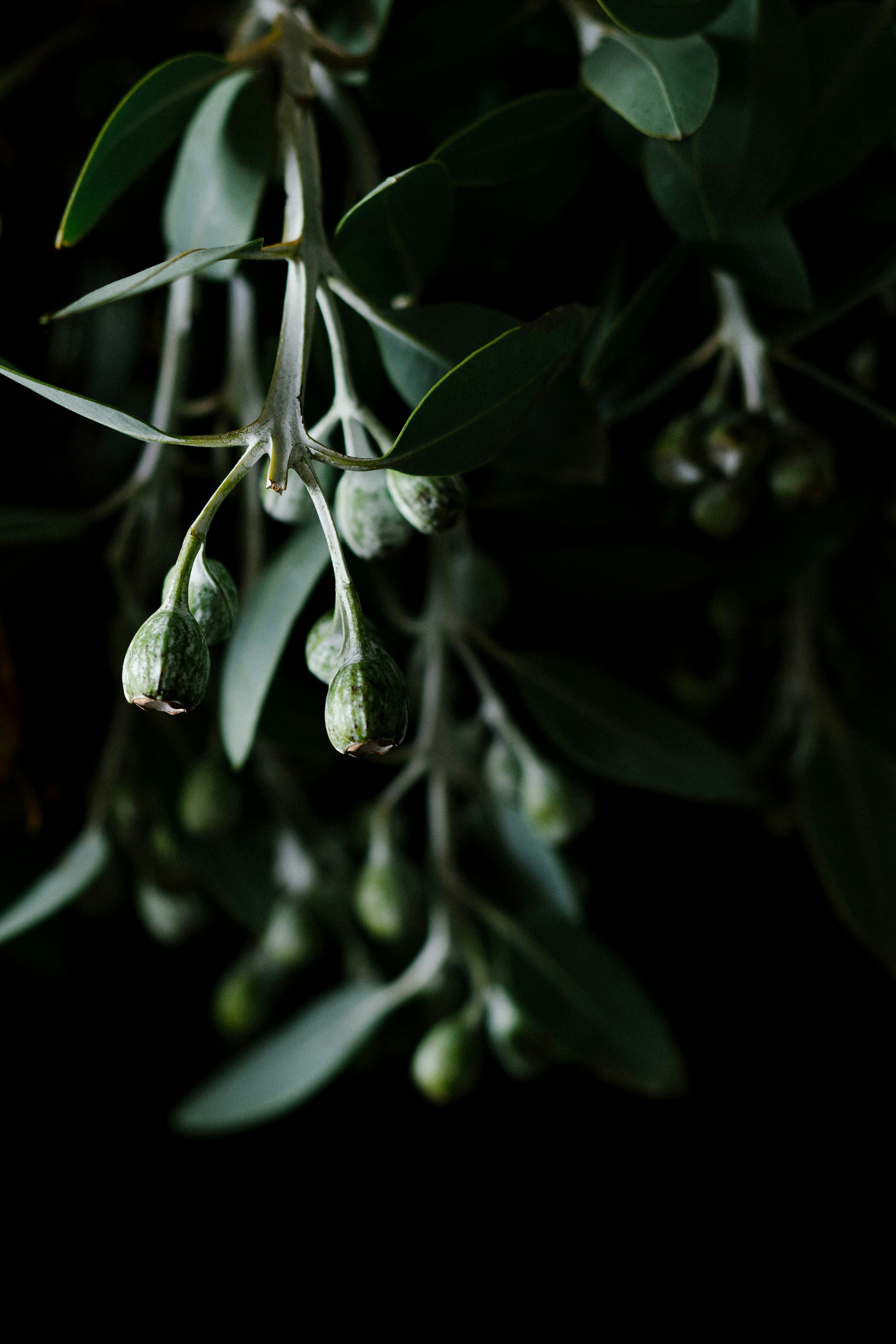 Beneath the Leaves: A Quiet Cluster of Olive Buds