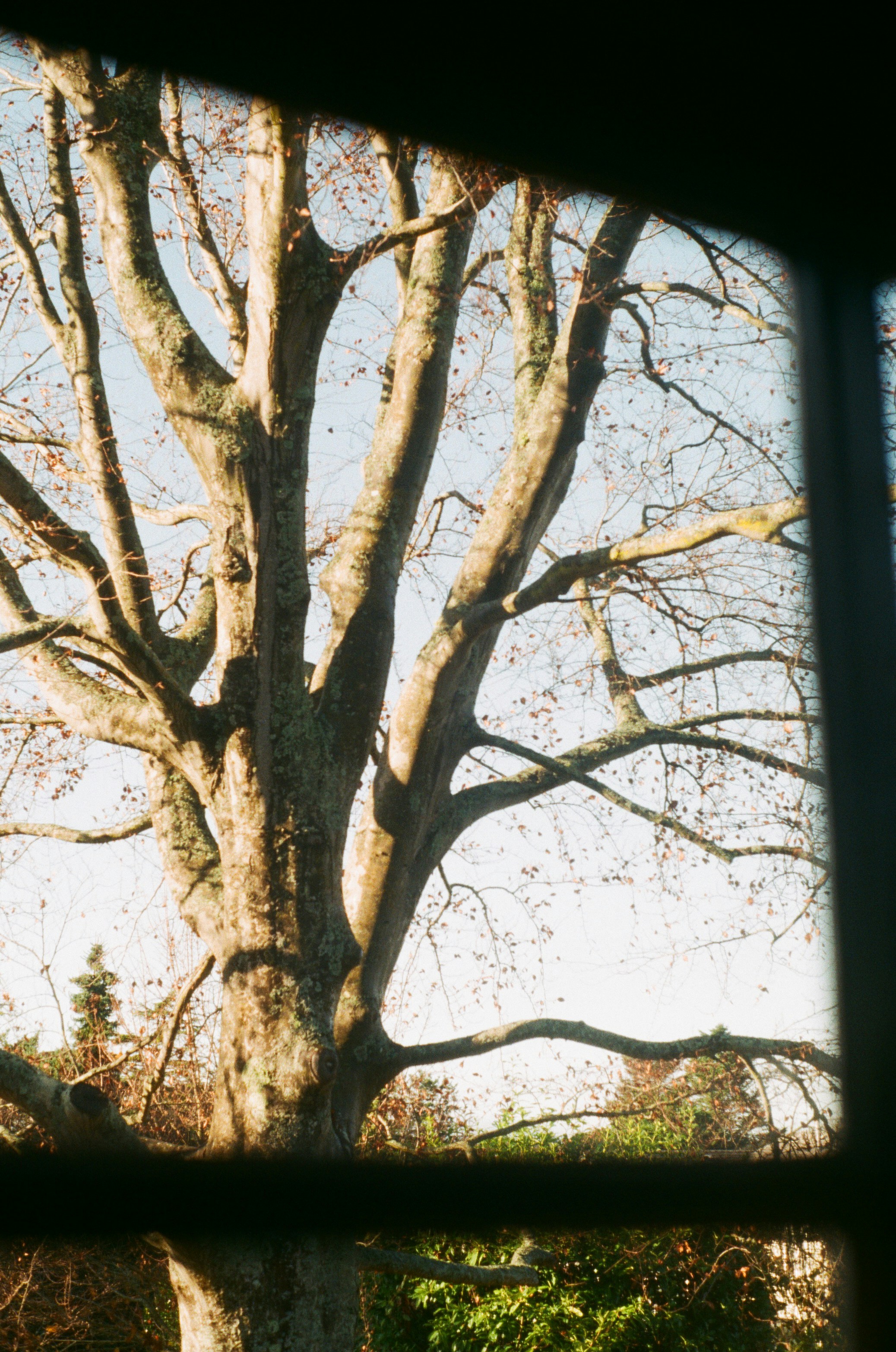 A majestic tree with sprawling branches, viewed through a window frame, capturing the essence of nature's tranquility. The scene is bathed in soft light, hinting at the changing seasons.