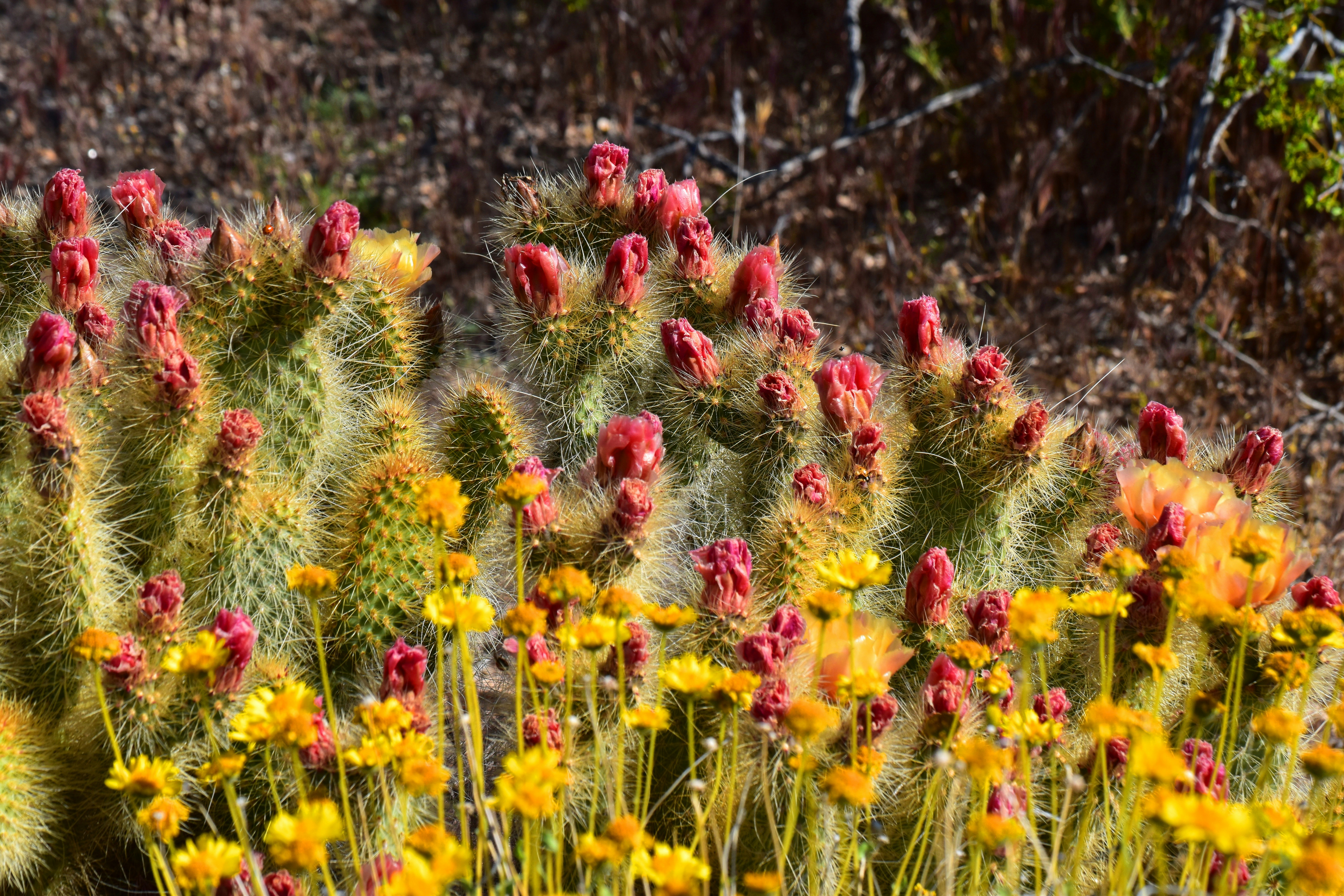 Desert Flowers Pictures | Download Free Images on Unsplash