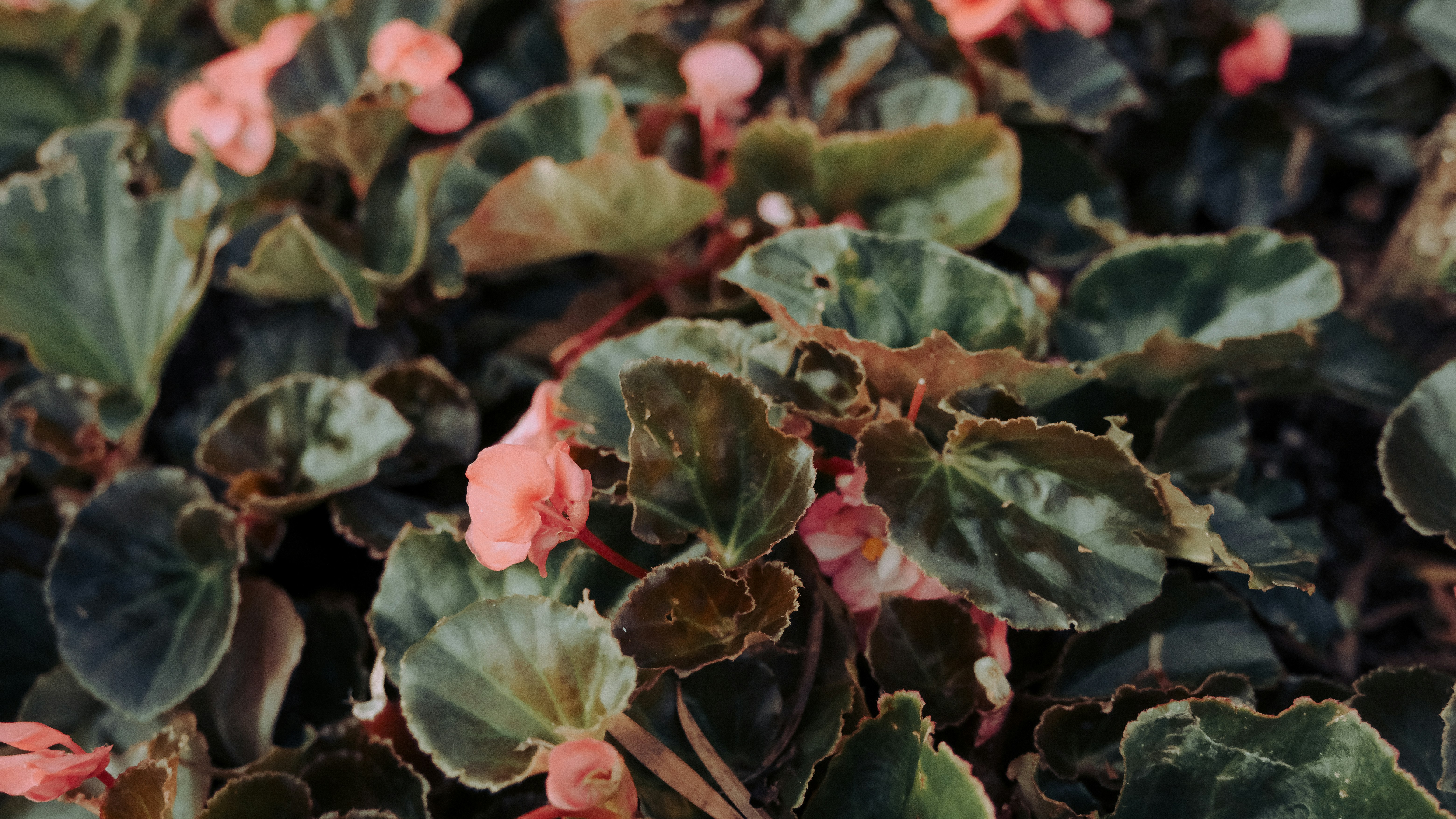 Rosy Accents Weaving Through Velvet Green Foliage