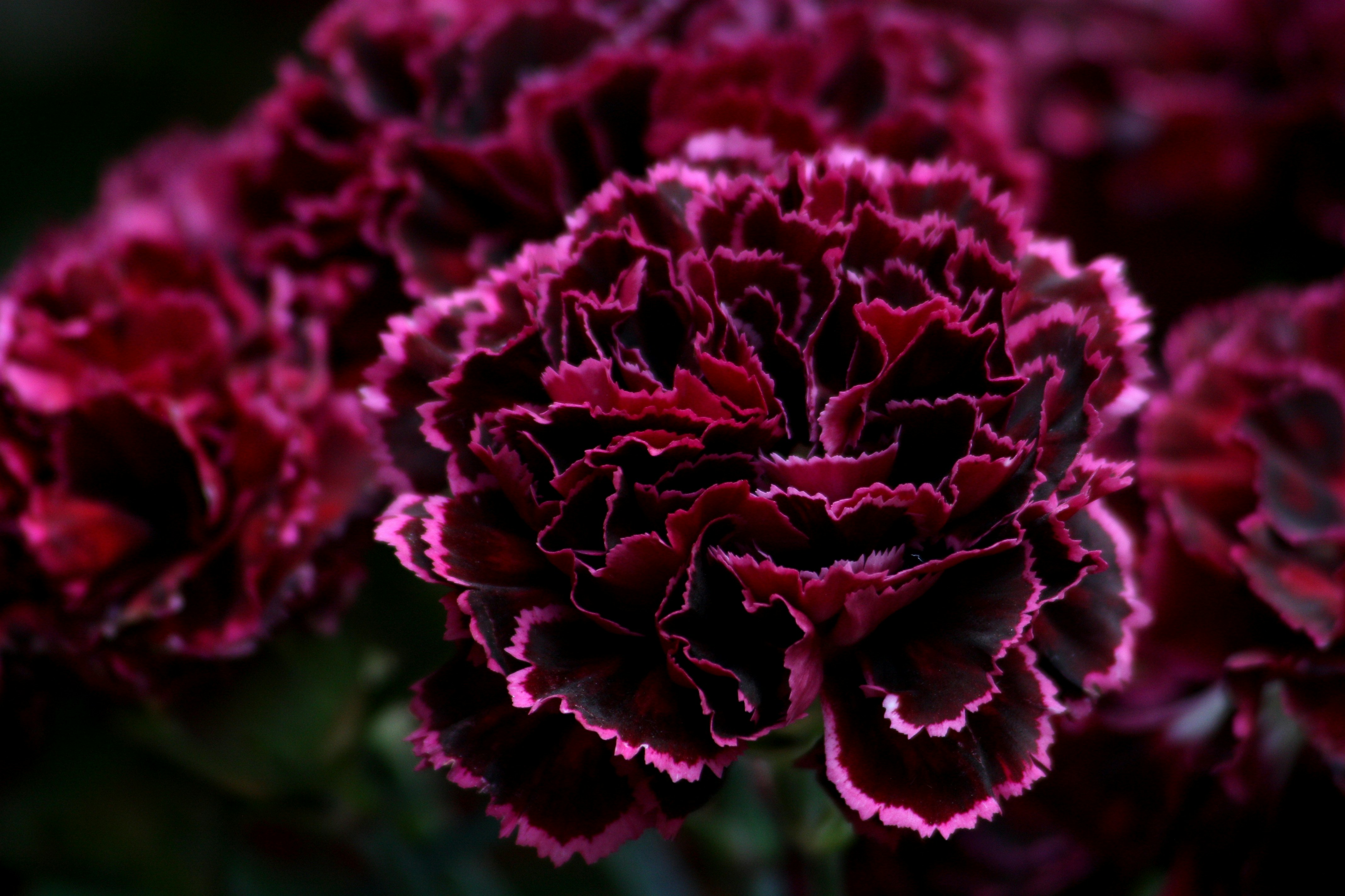 Velvet Edges: A macro portrait of a burgundy carnation with pink-edged petals