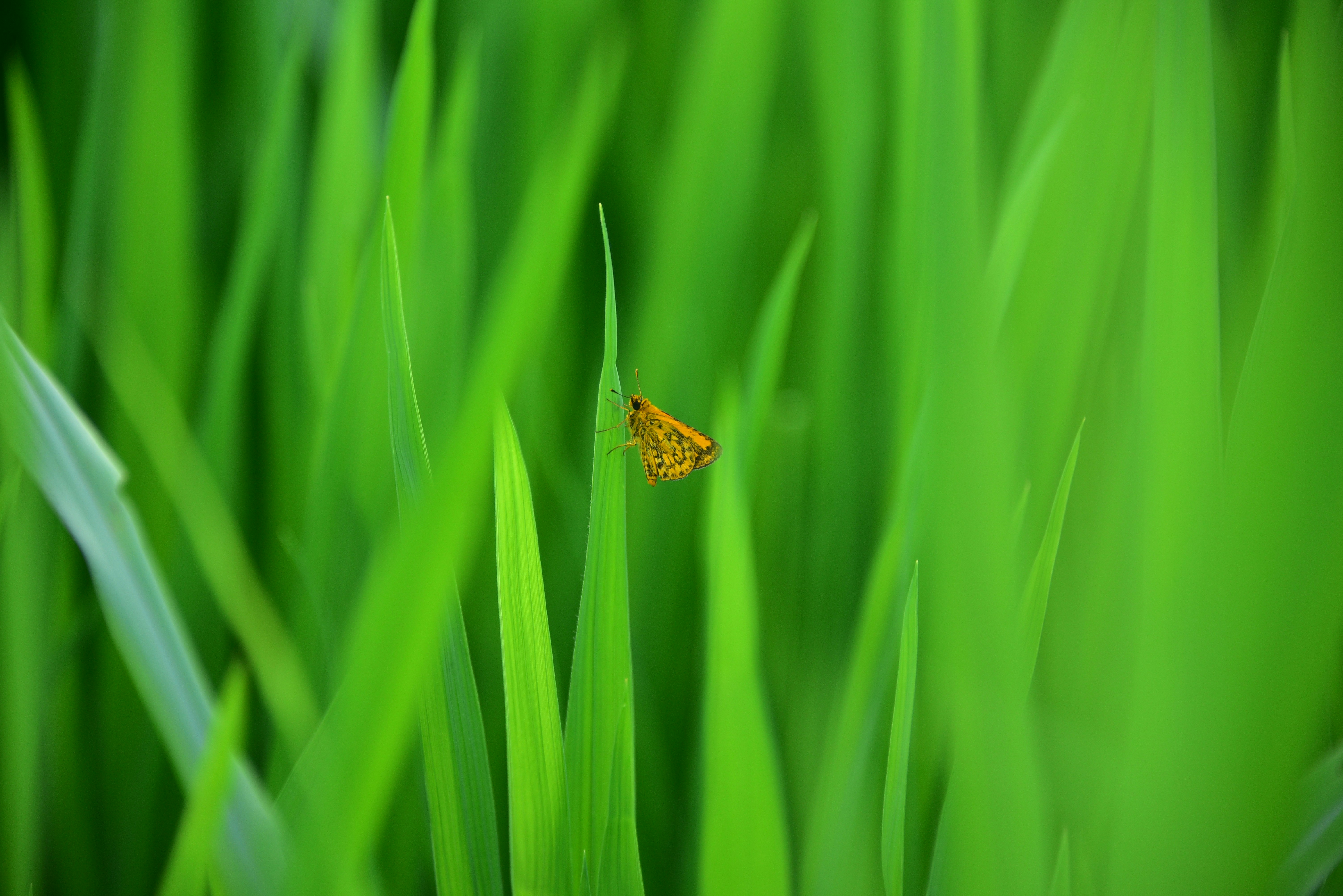 Small orange butterfly perched on vibrant green blades of grass.