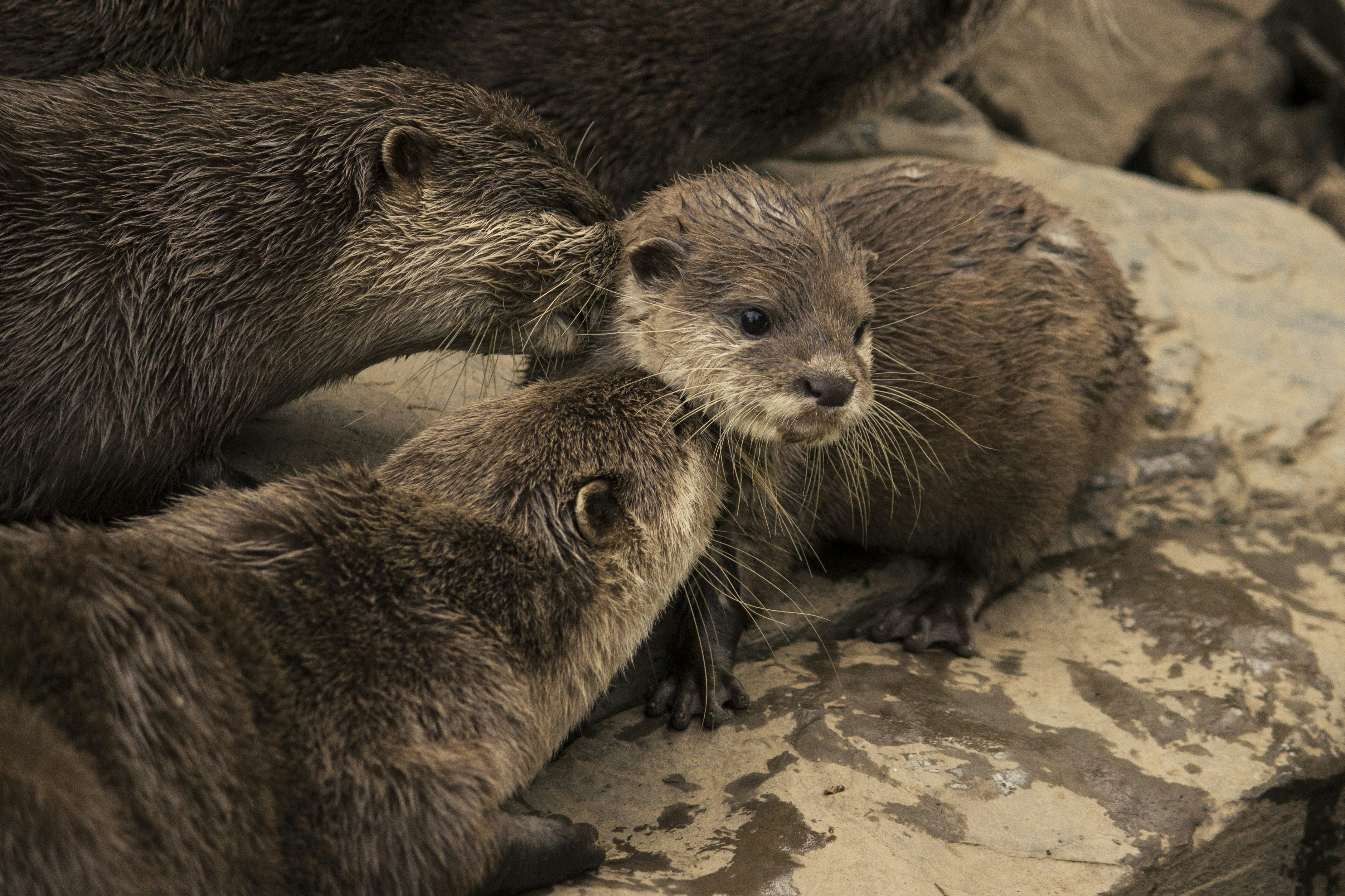 Otters Pictures | Download Free Images on Unsplash