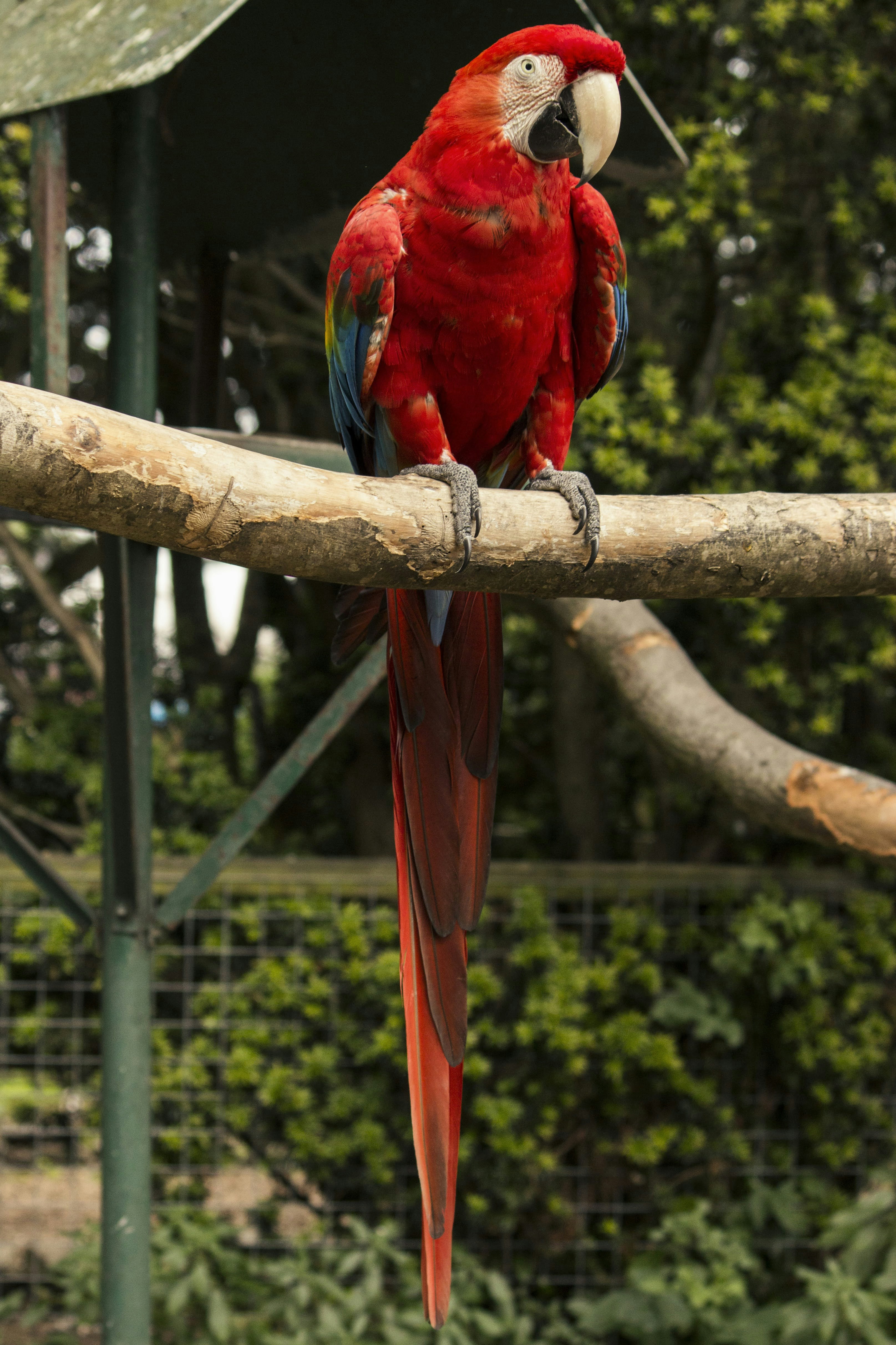 30k+ Red Parrot Pictures | Download Free Images on Unsplash