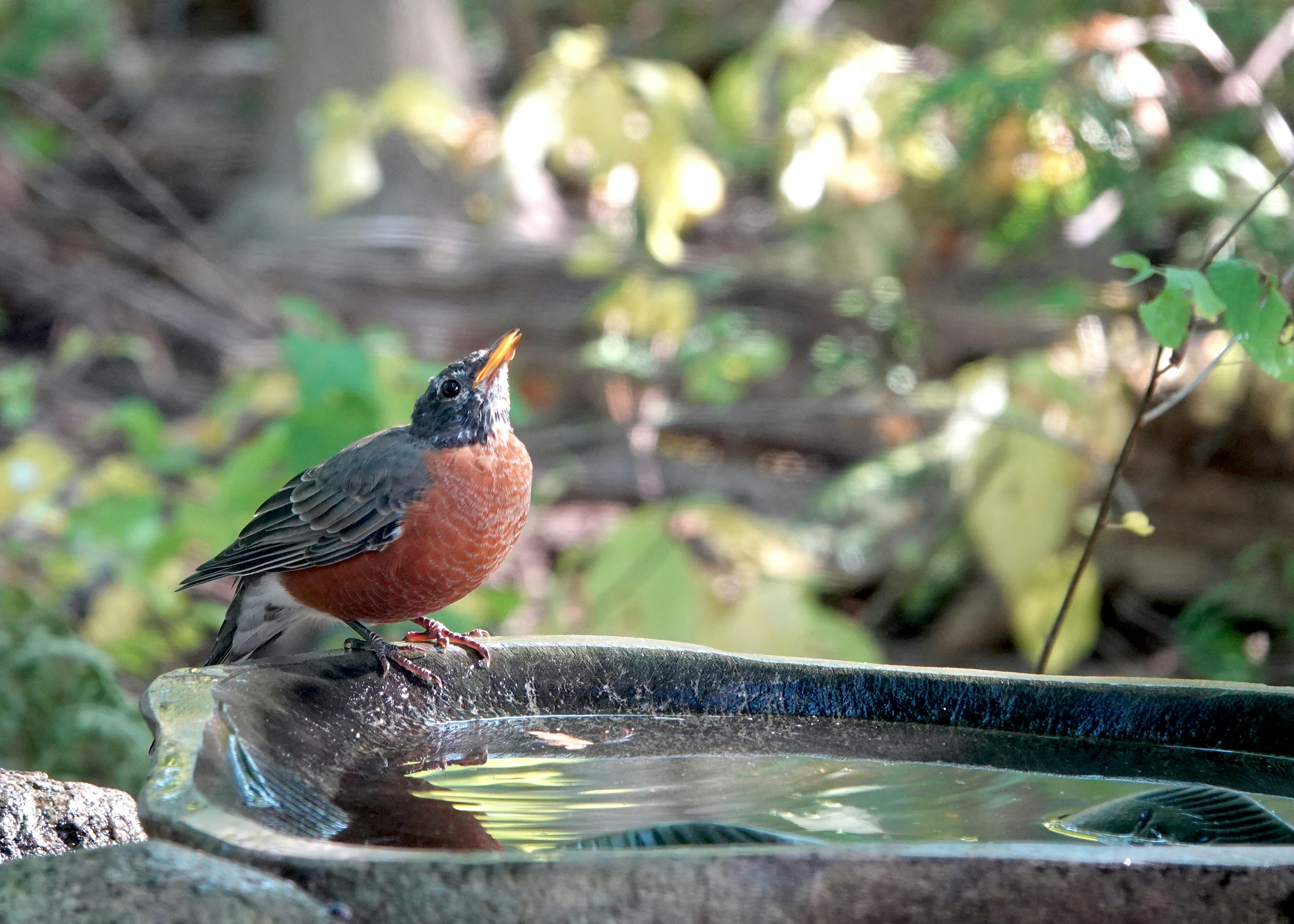 Happy robin getting a drink.