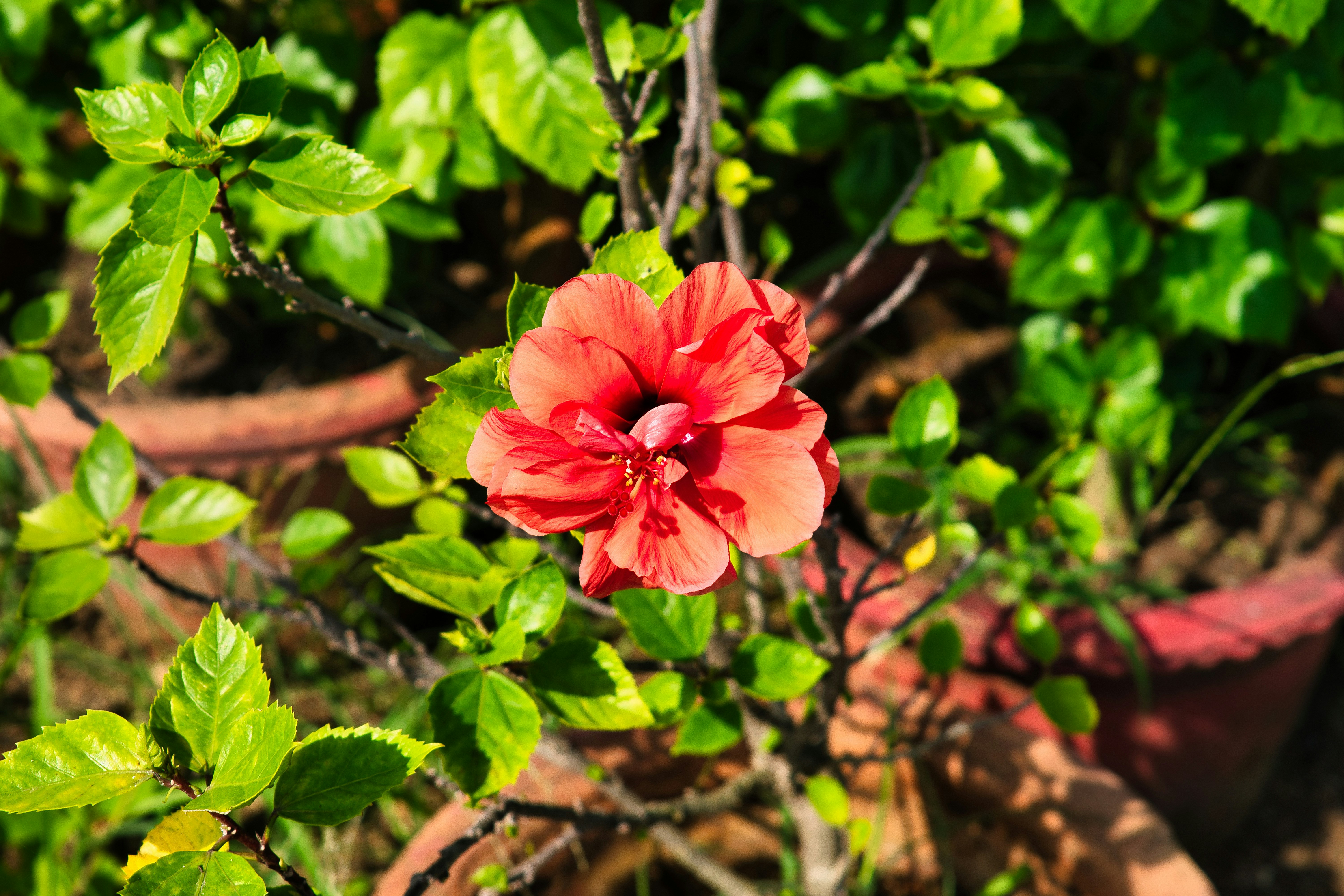 pink flower in tilt shift lens