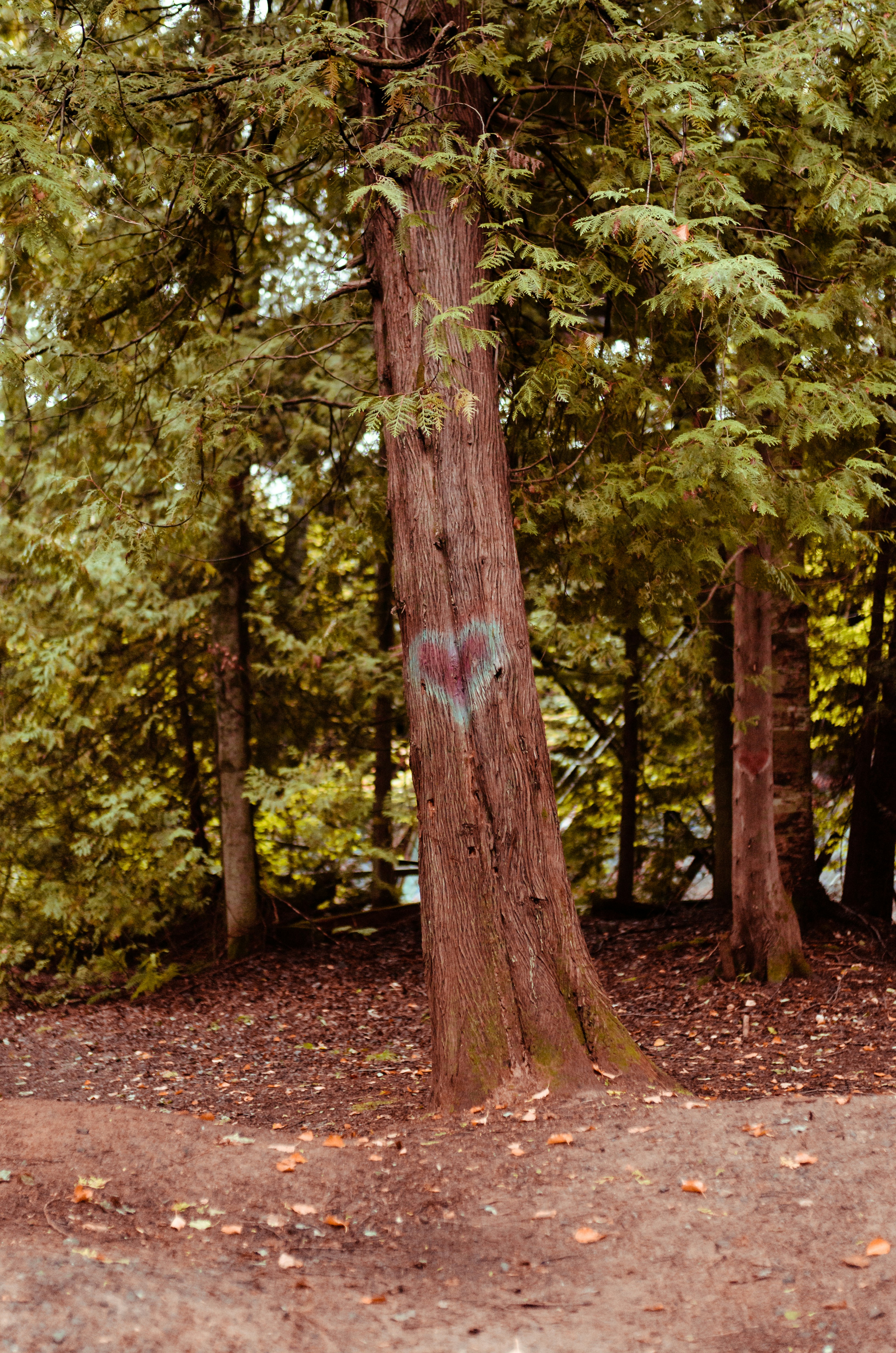Heart Mark on Bark: A Quiet Forest Portrait