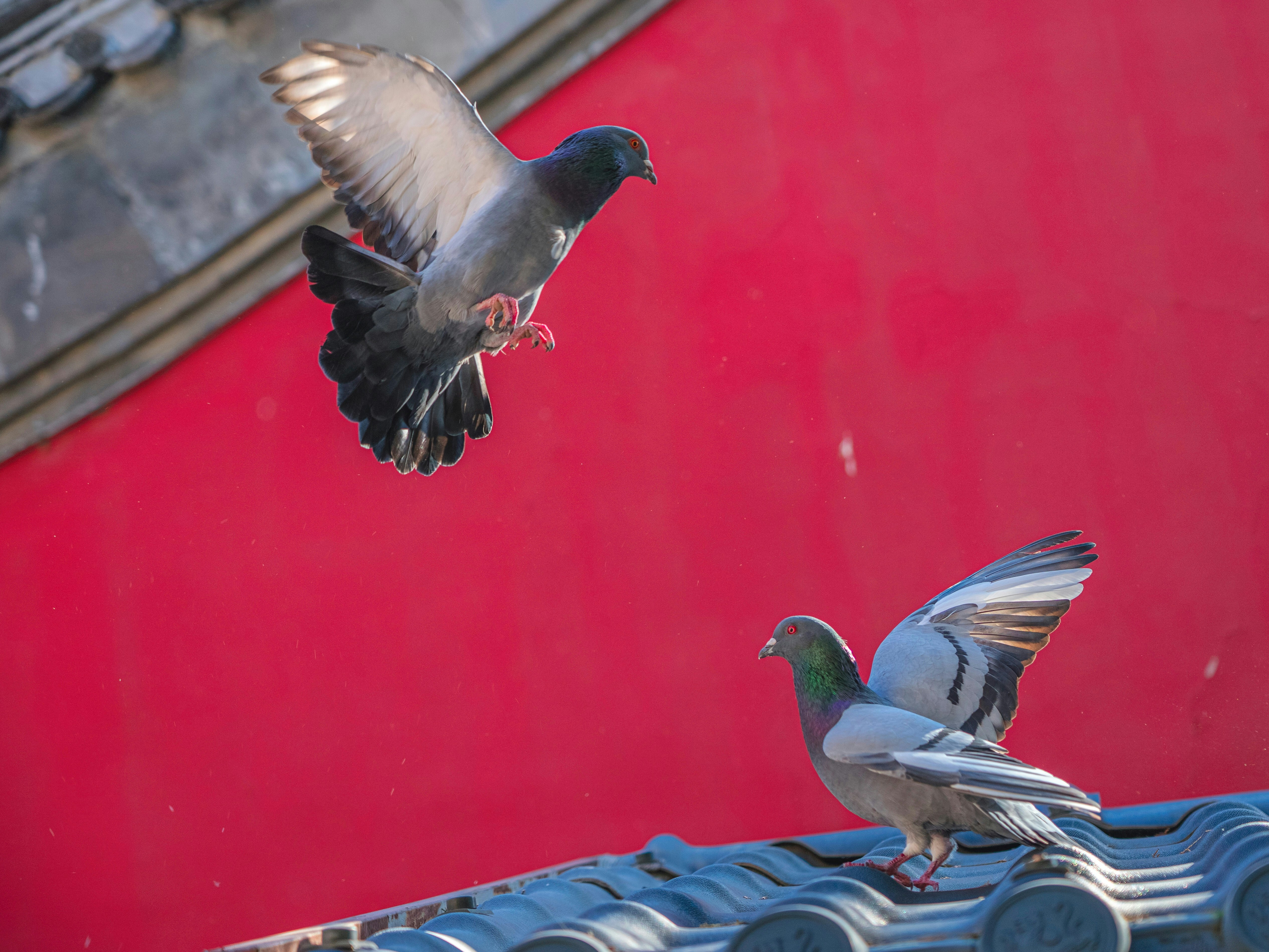 Wingbeat Over a Crimson Wall: Pigeons in a Moment of Flight