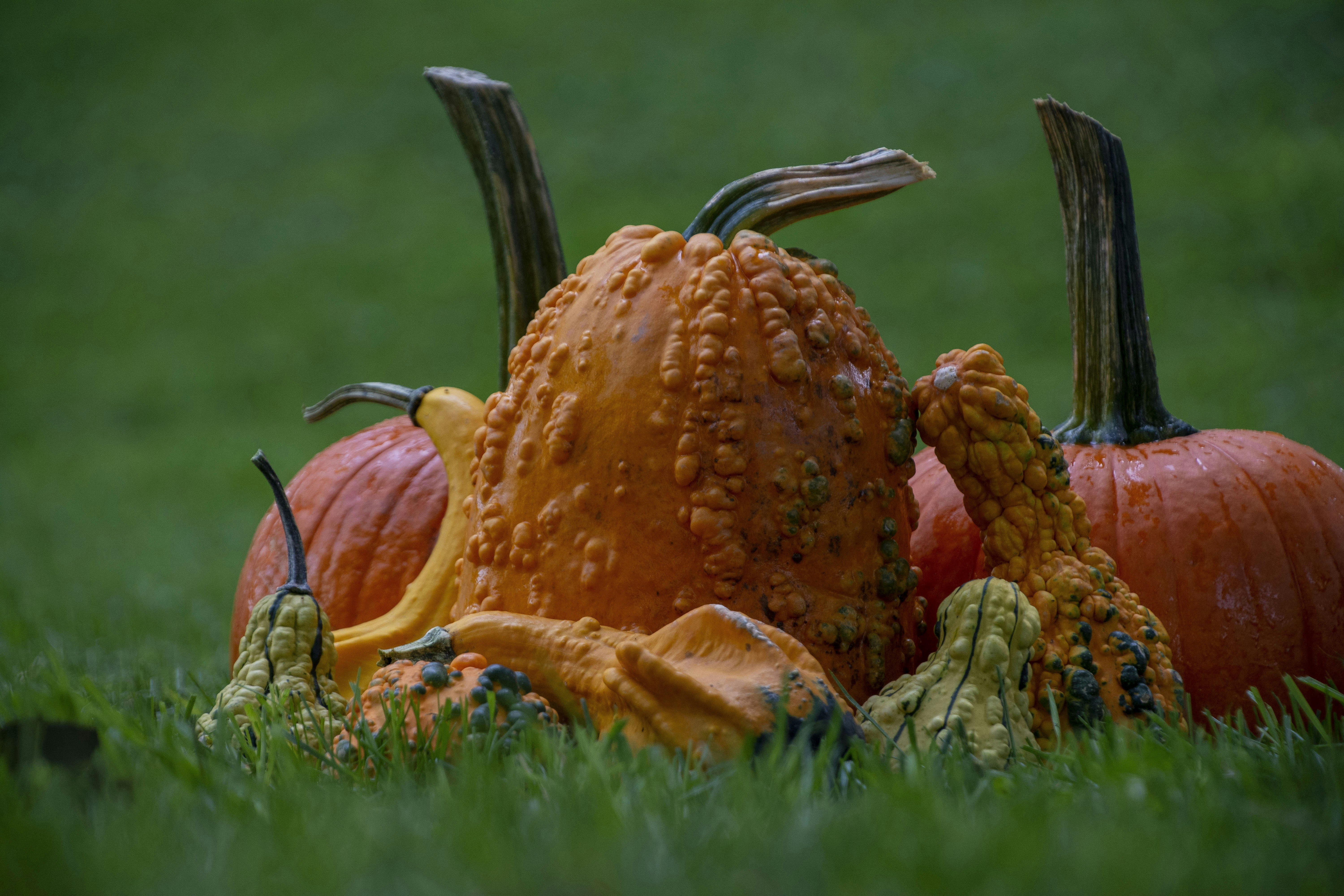 Textured Monarch of the Patch: A Centerpiece Pumpkin on the Fall Lawn
