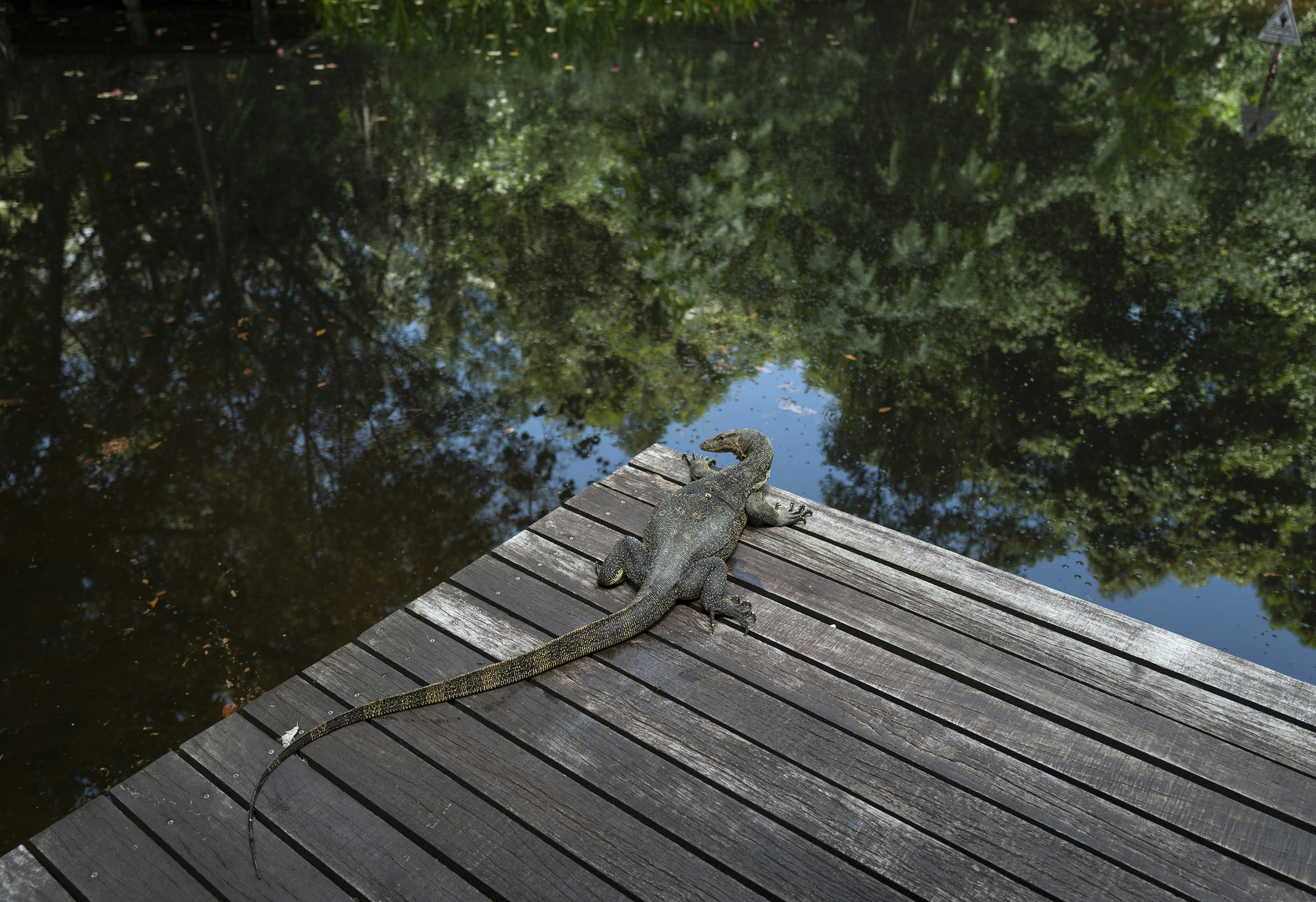 Gray frog on brown wooden dock photo – Free Animal Image on Unsplash