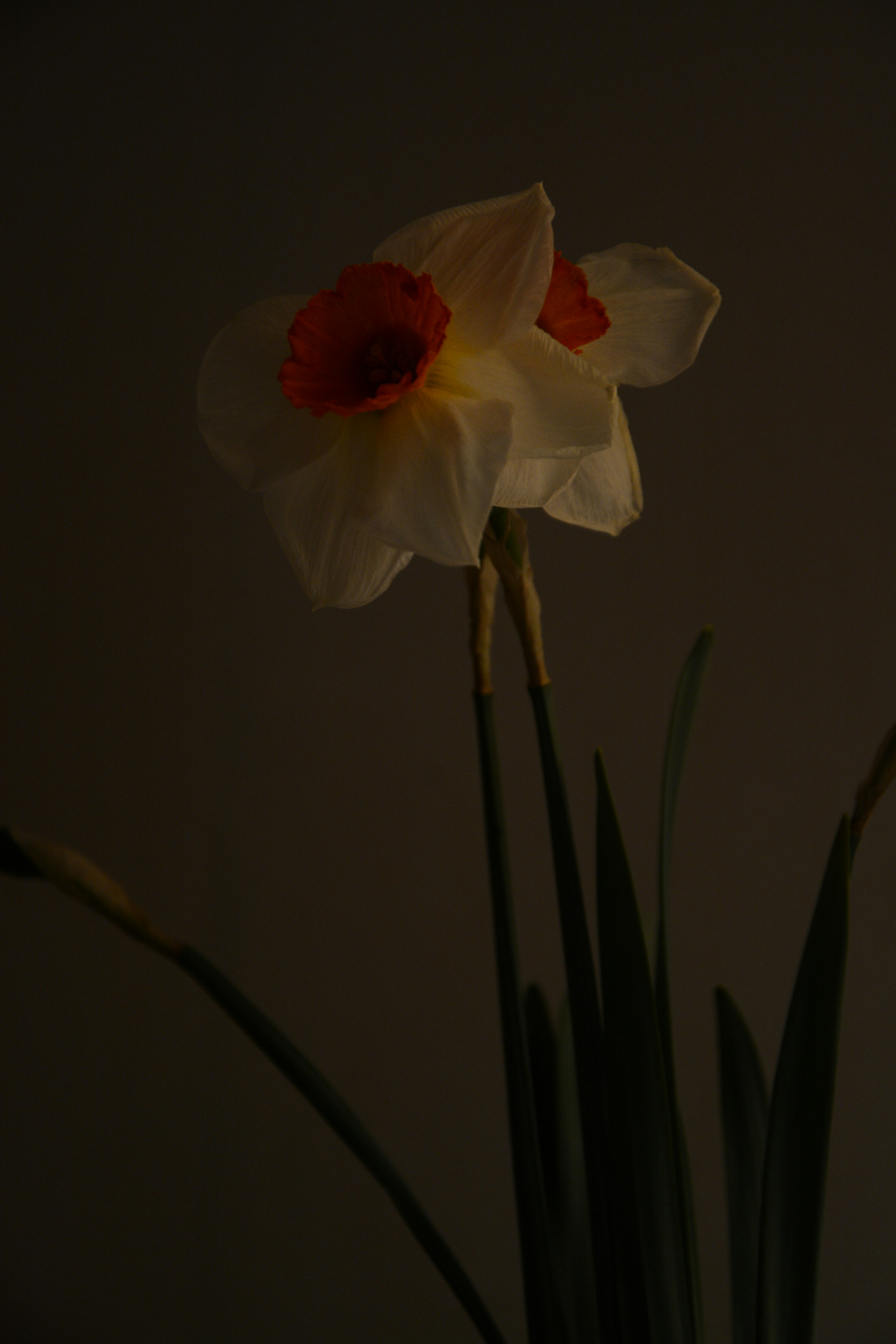 Shadowed Bloom: A Daffodil in Veiled Light
