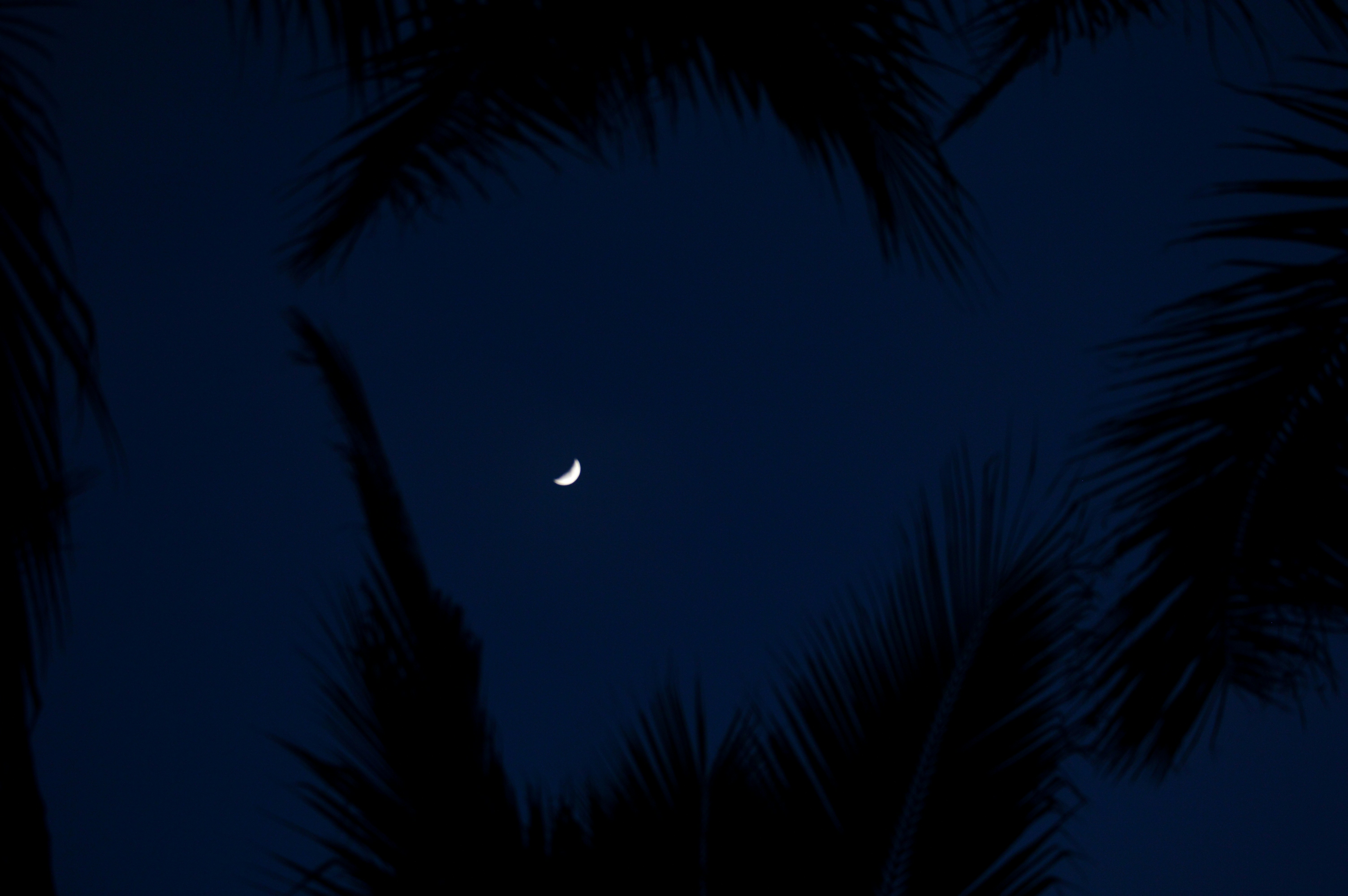 Crescent moon nestled among silhouetted palm leaves against a deep blue night sky.