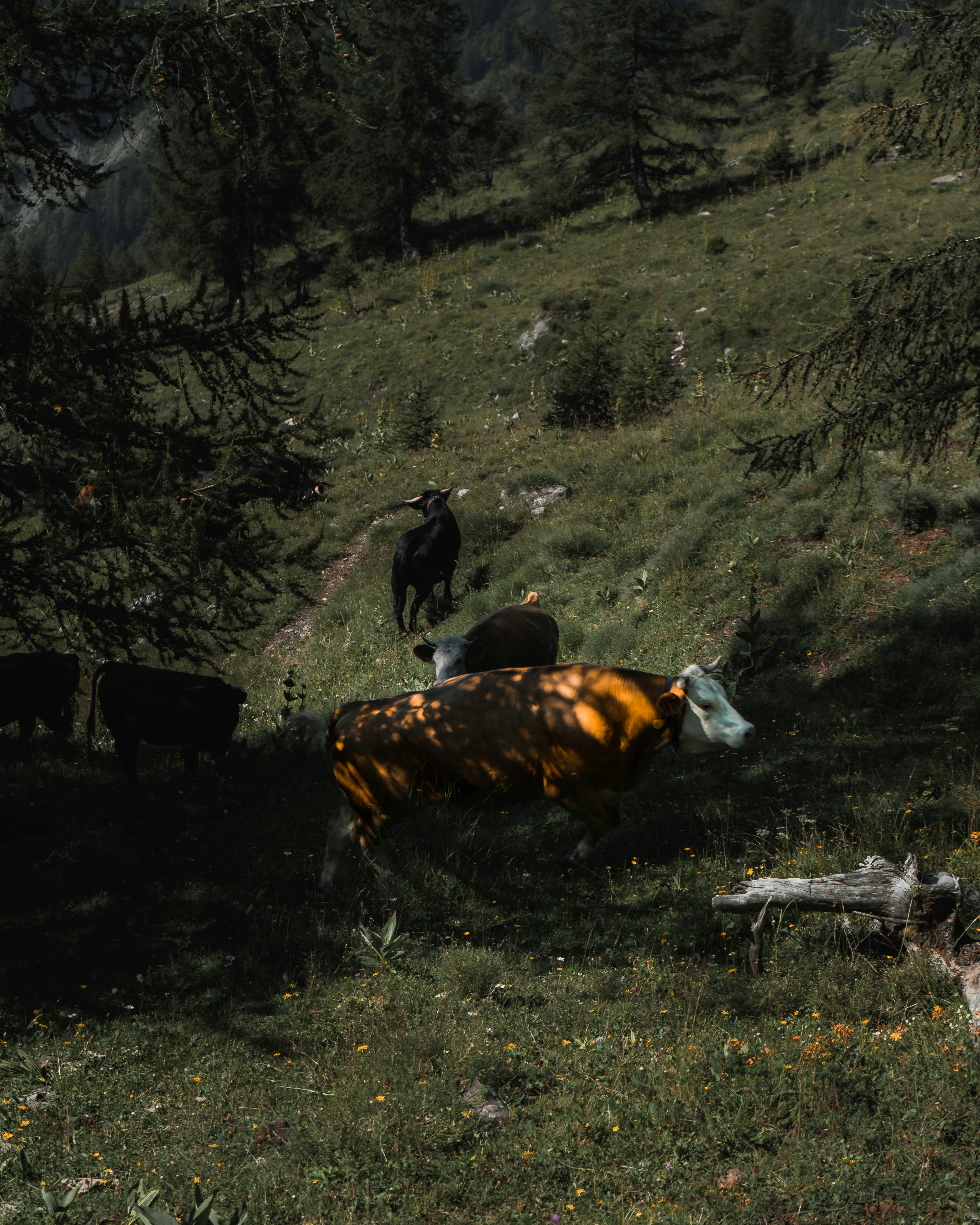 Dappled Sunbeam Over a Mountain Meadow Cow