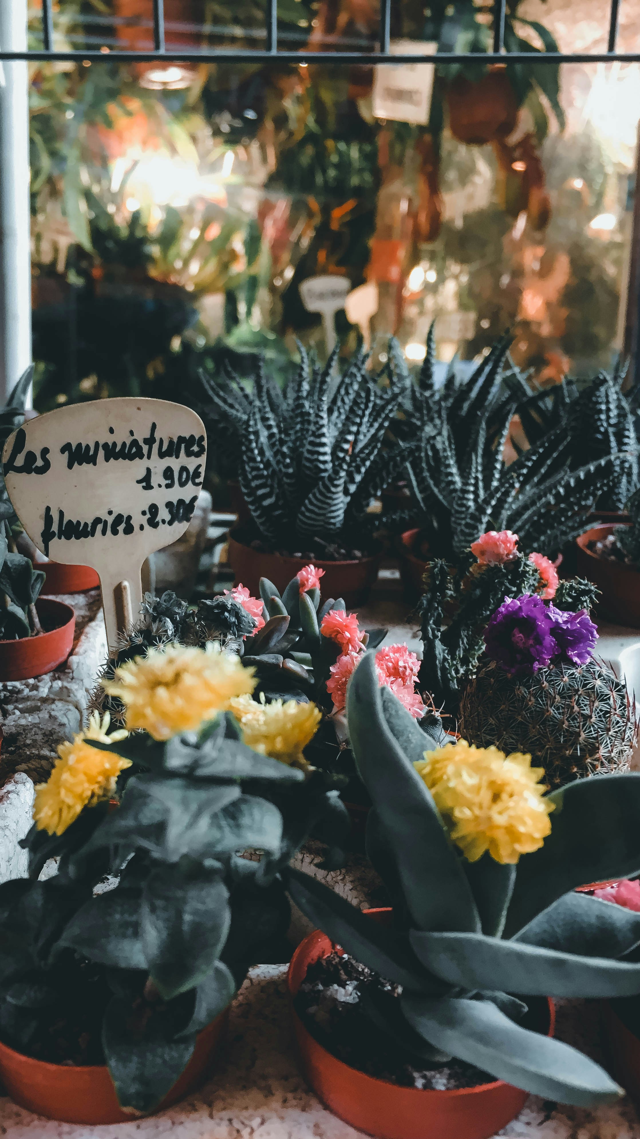 Sunlit Potting Bench: Yellow Blossoms Nestle Among Cacti