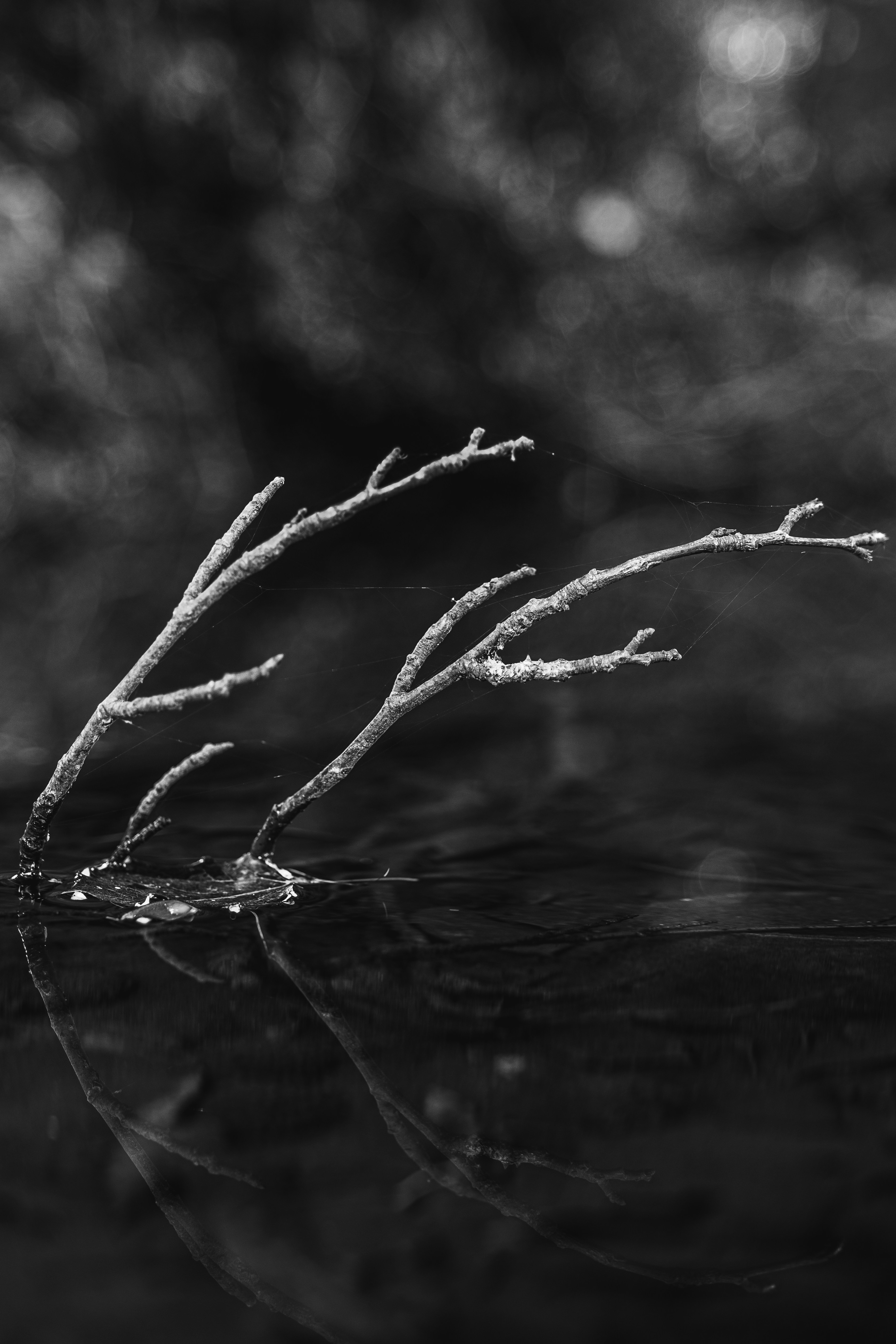 Grayscale photo of tree branch photo – Free Grey Image on Unsplash
