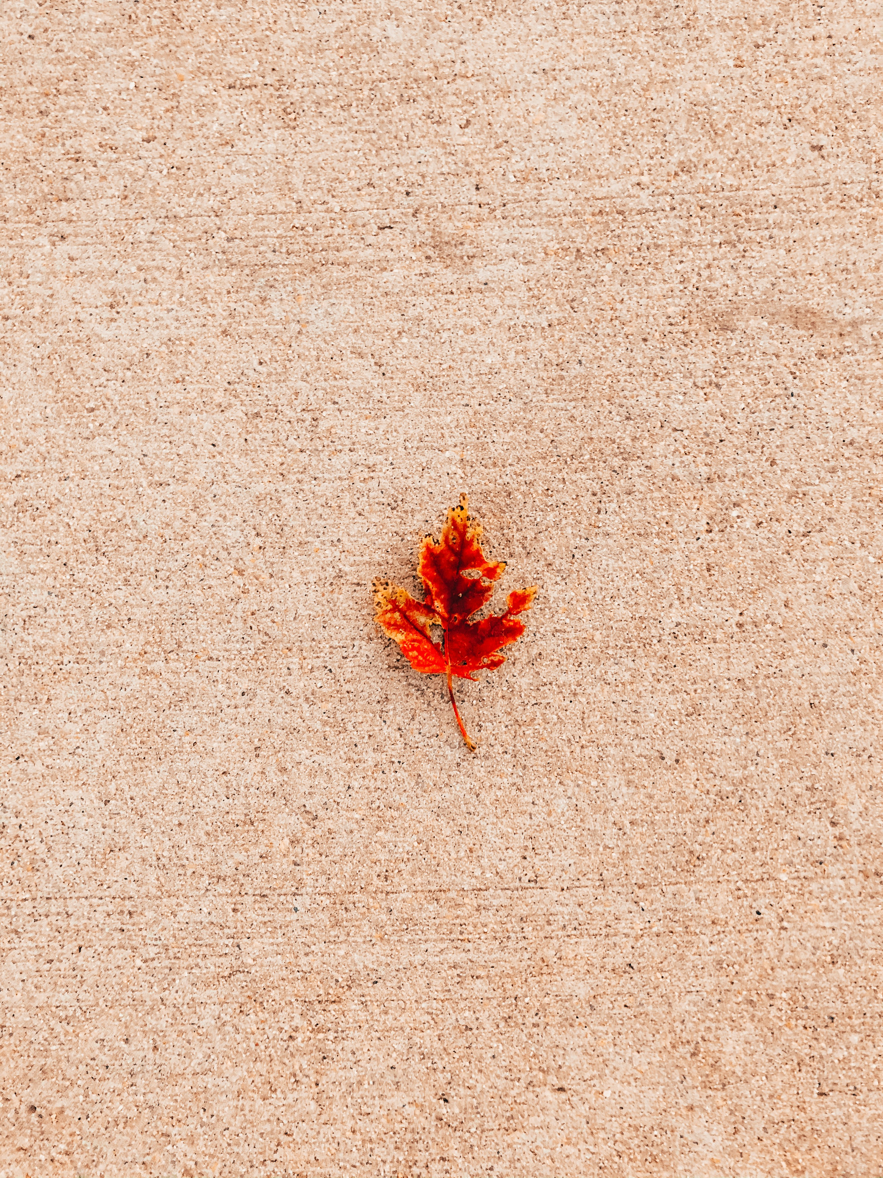 A solitary autumn leaf on sun-washed concrete