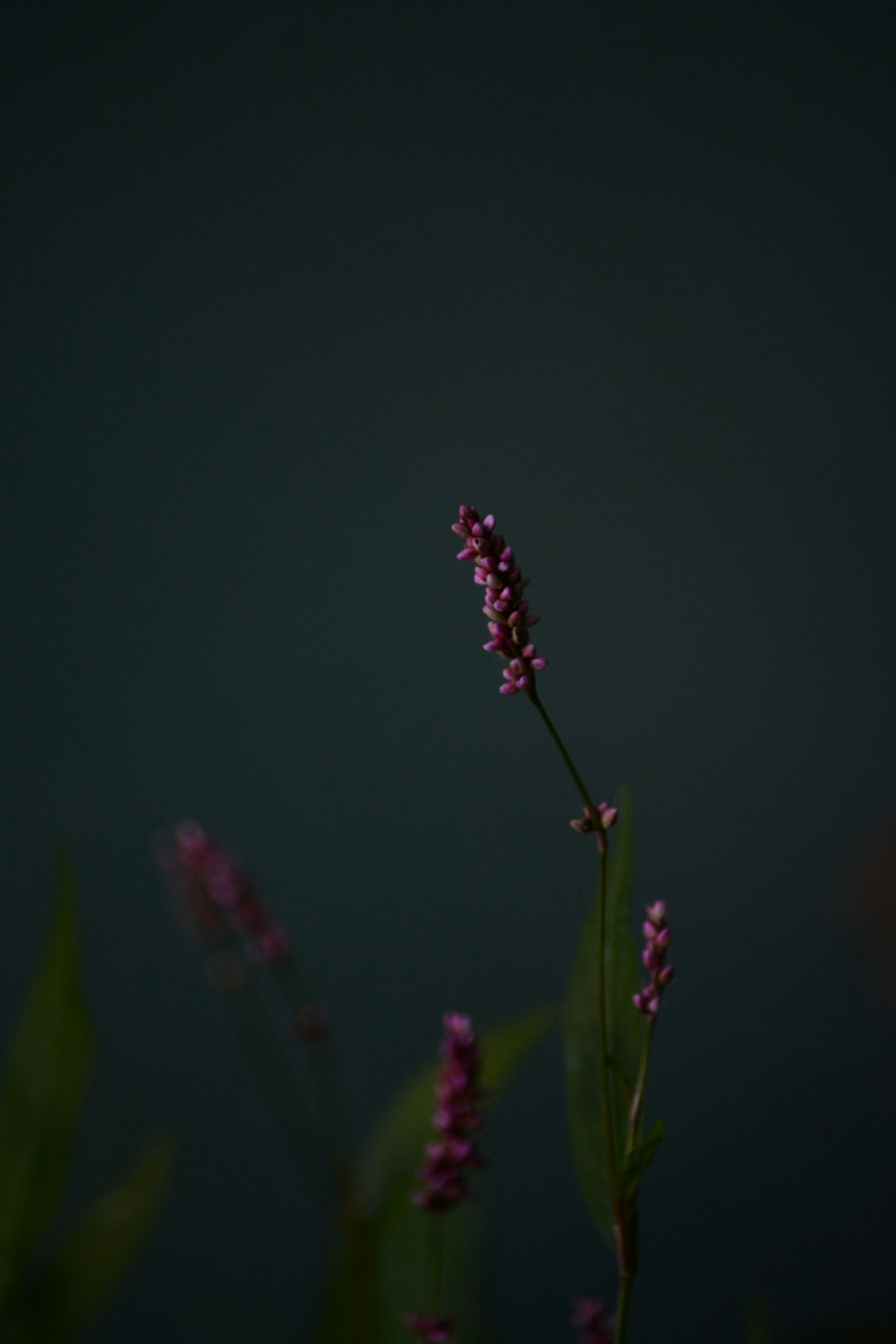 Midnight Bloom: A Slim Spire of Purple