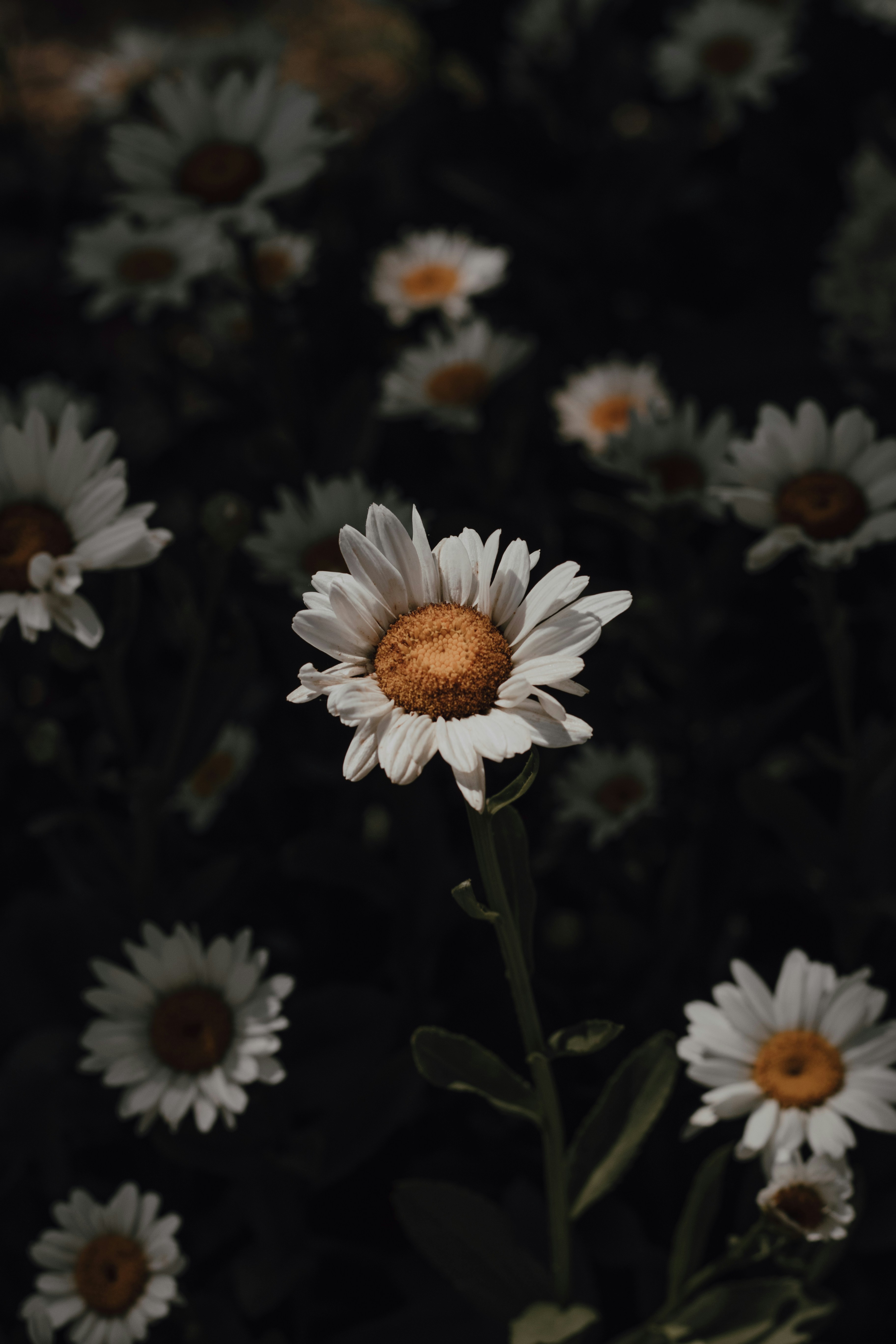 Lone Daisy Amidst Shadows