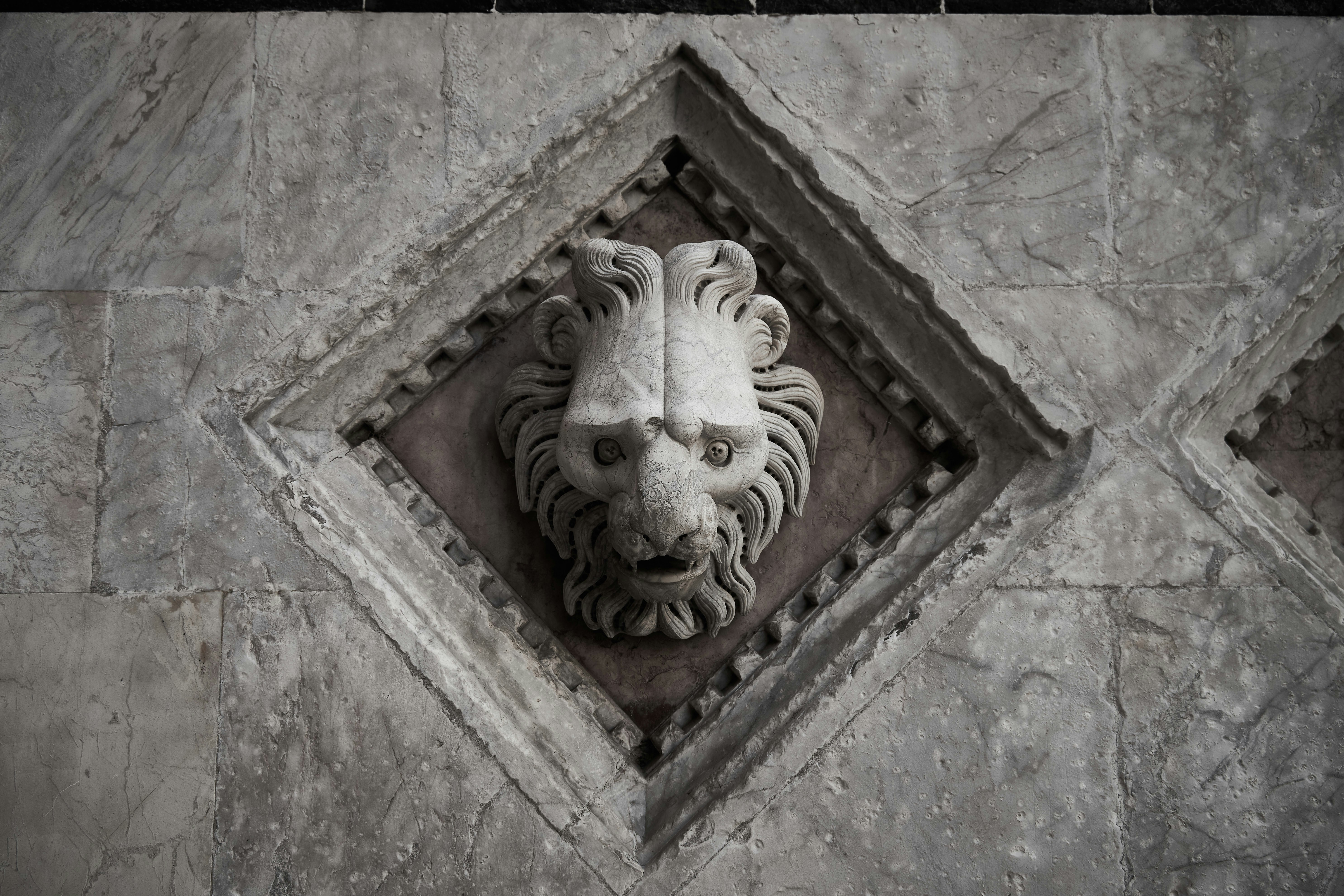 Lion Head Pictures | Download Free Images on Unsplash