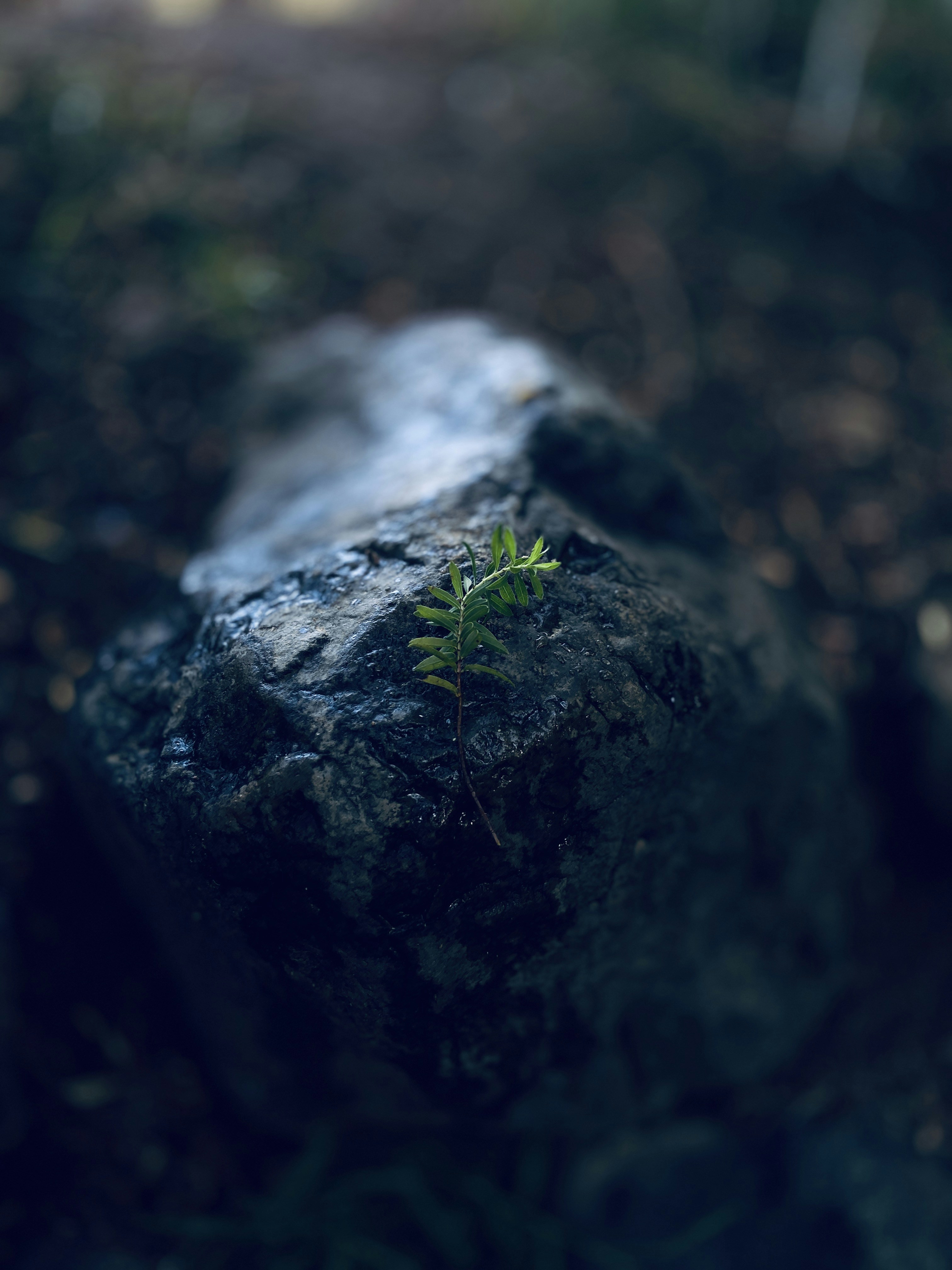 Verdant Sprout on a Mossy Rock: A Quiet Macro Portrait