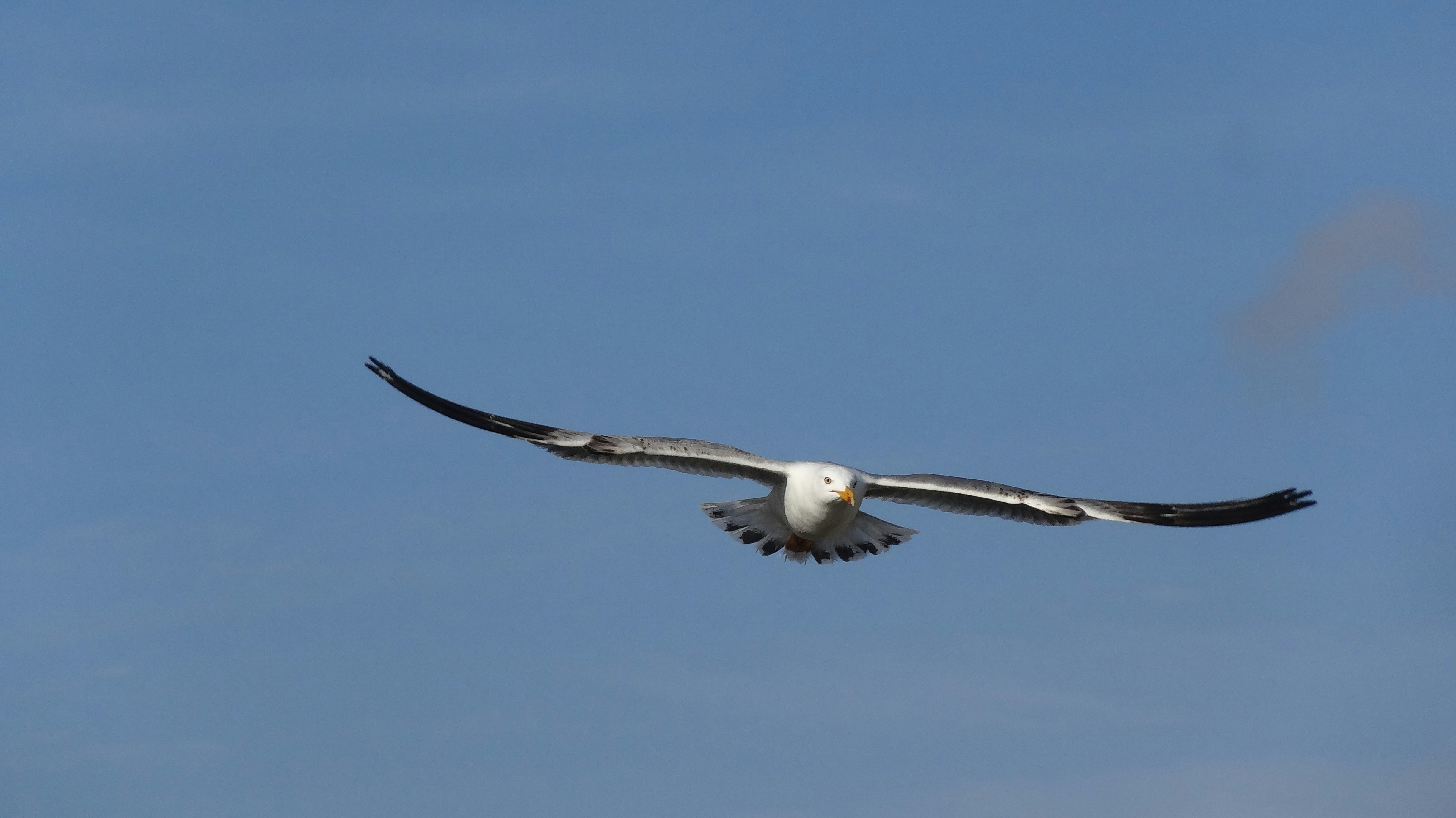 A seagull gliding effortlessly through a clear sky, wings outstretched against a backdrop of soft blue. The scene captures the essence of freedom and flight.