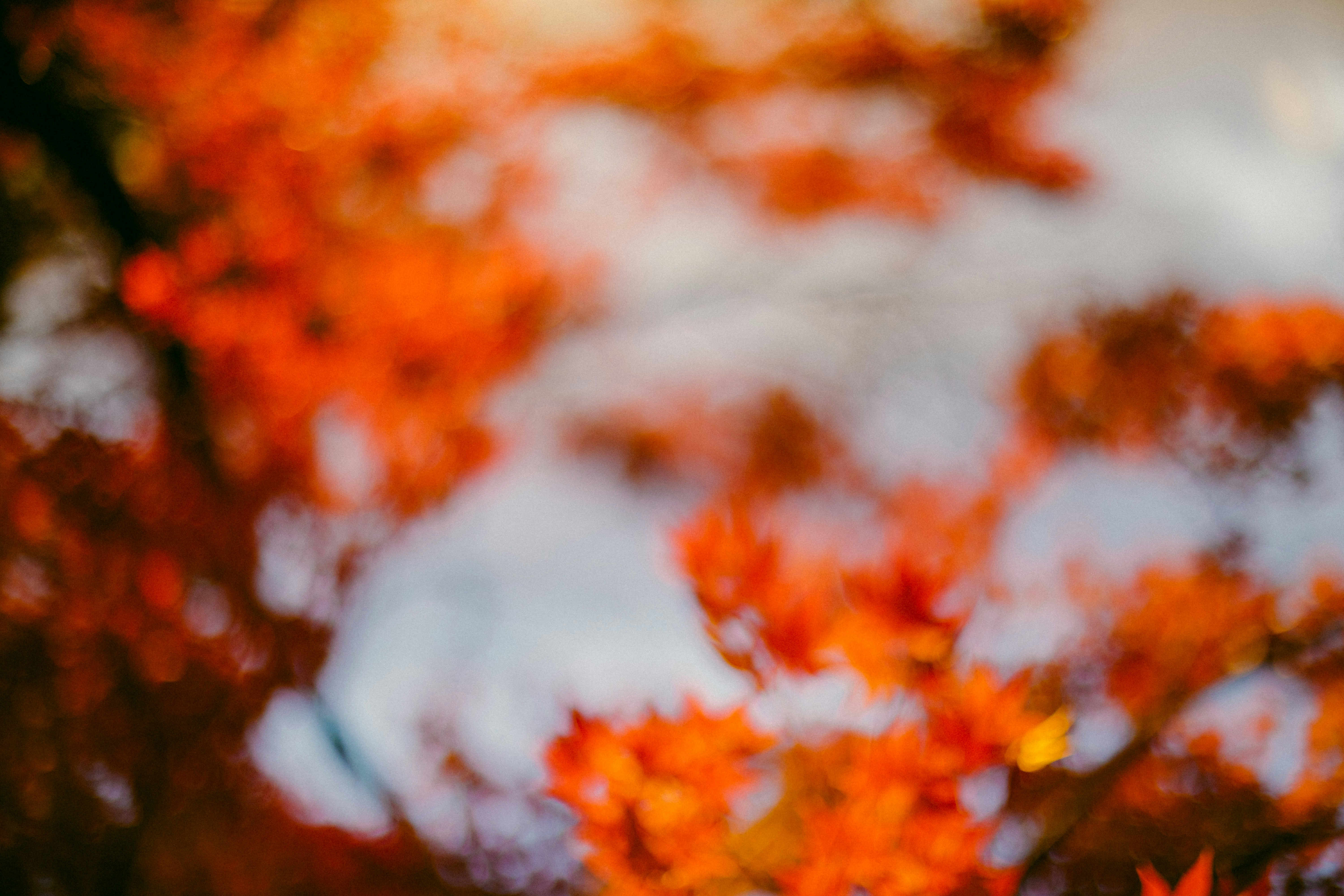 Vibrant autumn leaves in shades of orange and red blur softly against a gentle backdrop, evoking the warmth of the season.