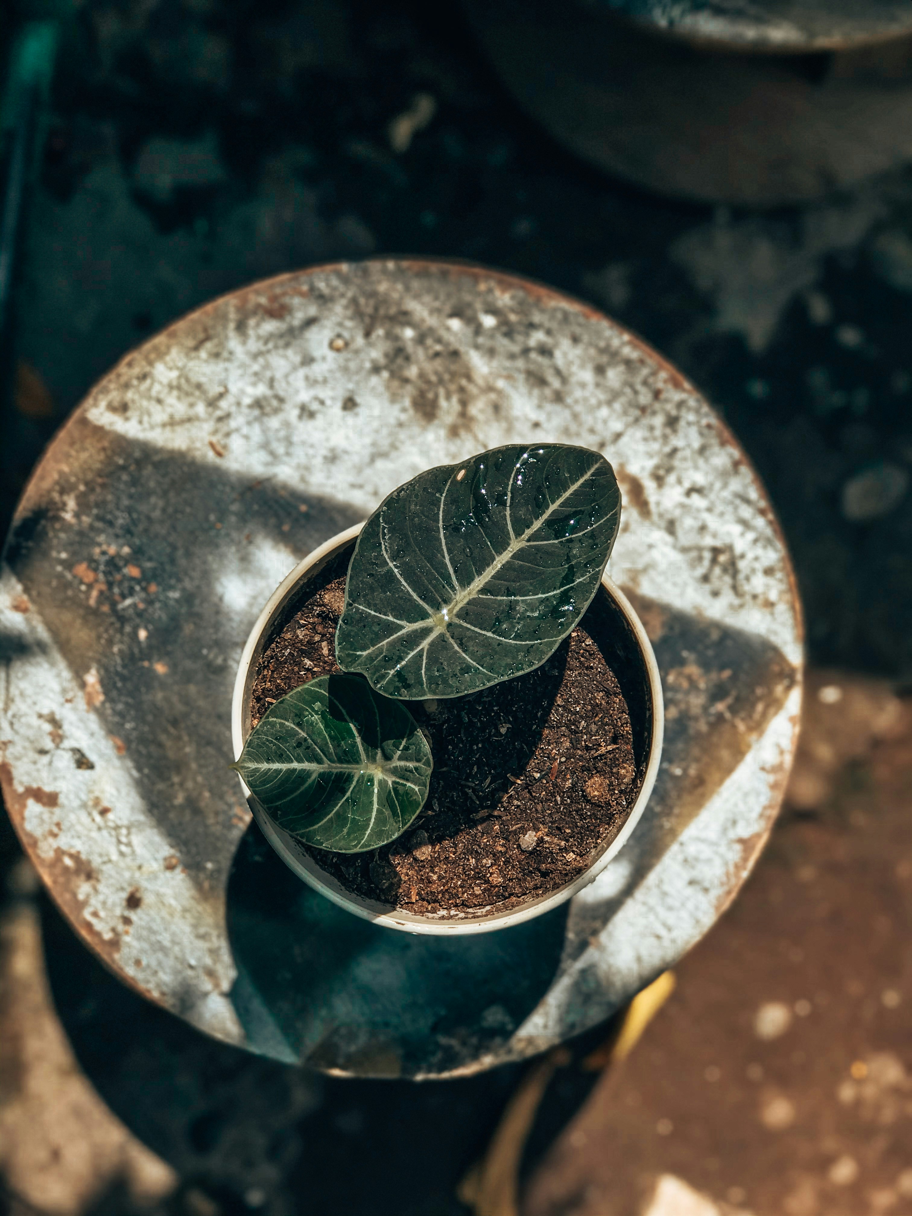Potted plant with lush green leaves resting on a weathered metal surface, showcasing the contrast between nature and industrial textures.