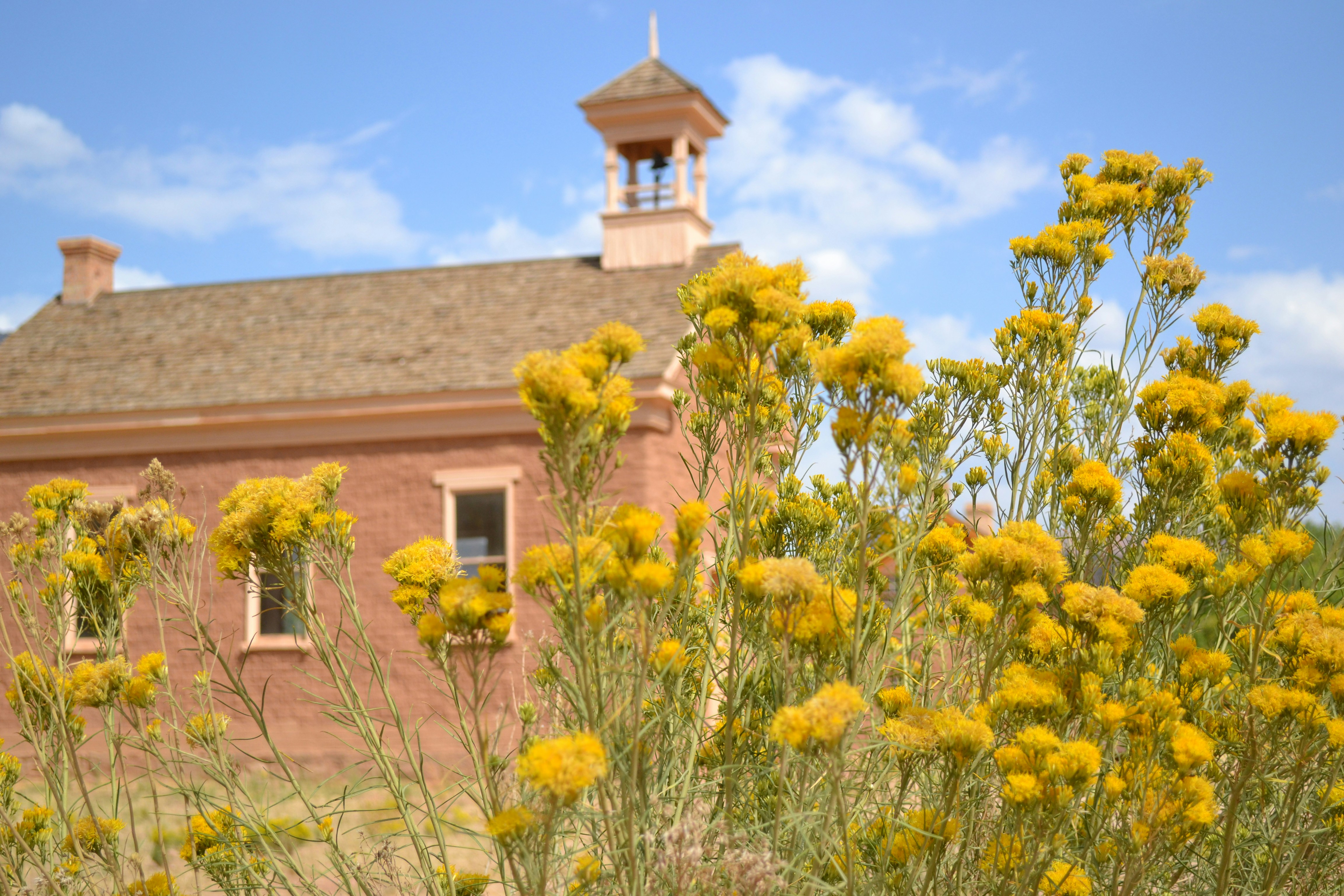 Yellow Blooms Guard the Brick Arch of a Quiet Courthouse