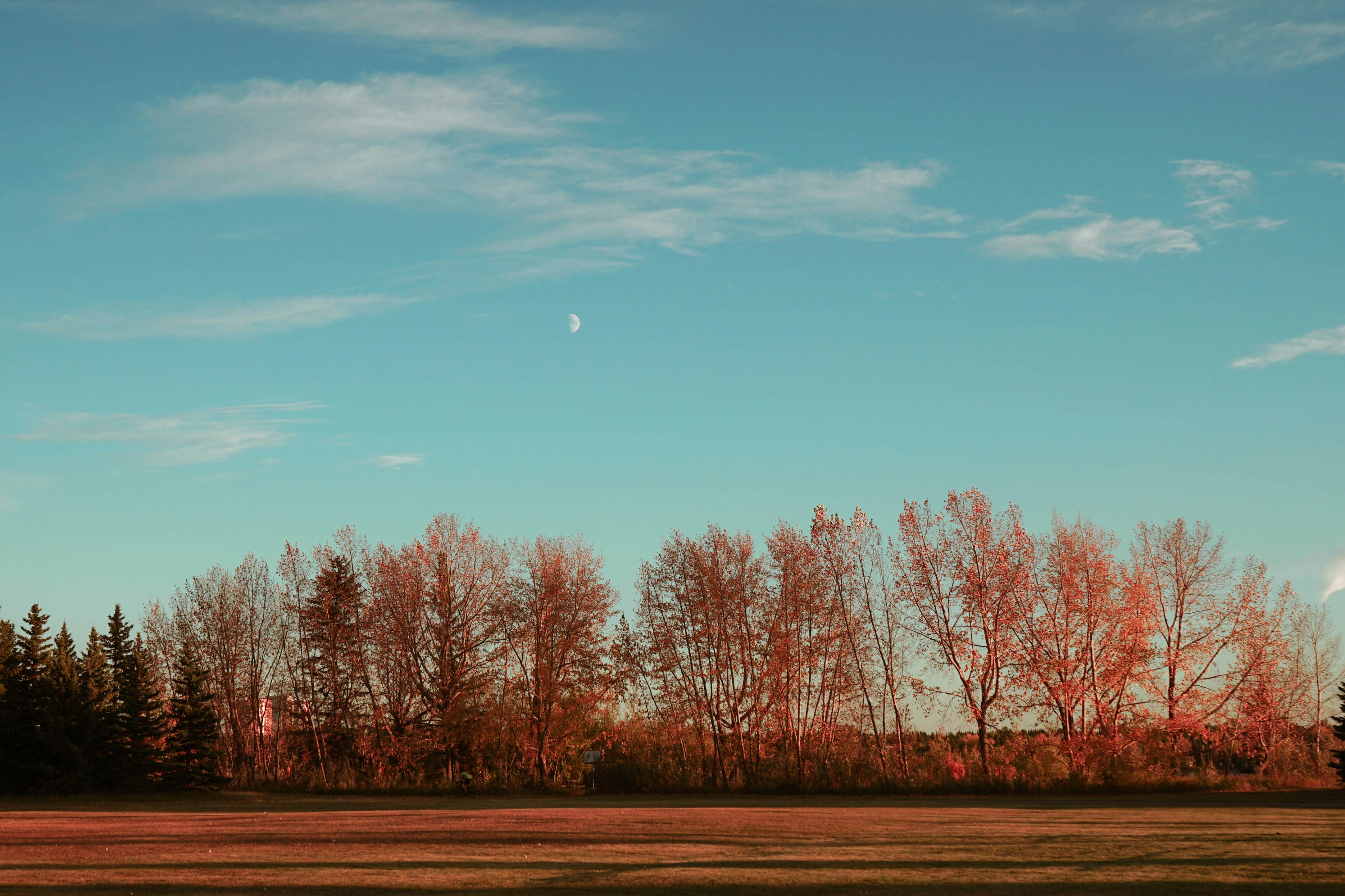 A tranquil landscape featuring a row of autumn trees against a clear sky, with a crescent moon visible above. The warm hues of the foliage contrast beautifully with the blue backdrop.