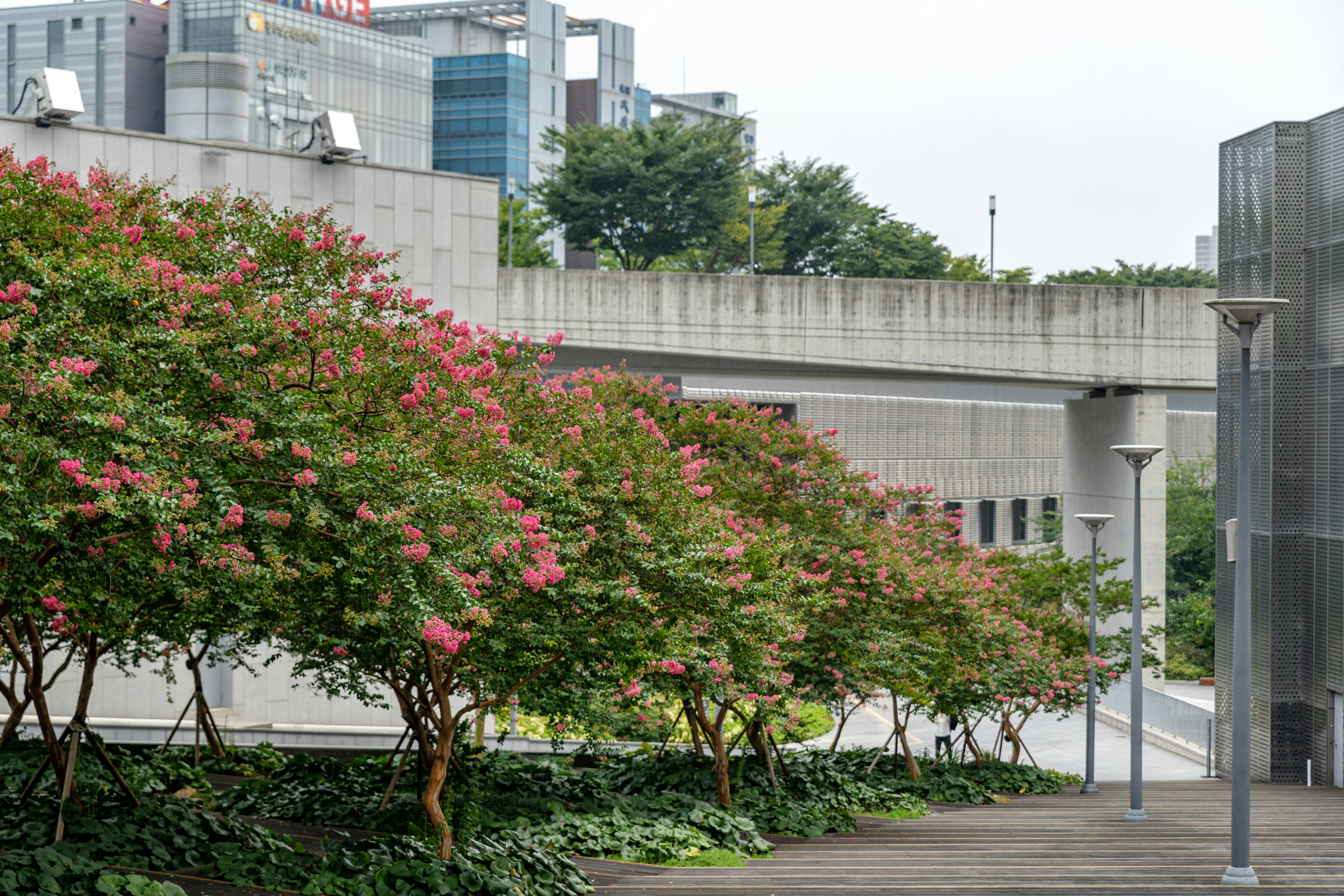 Pink-Flowered Row Framing a Quiet Urban Walkway