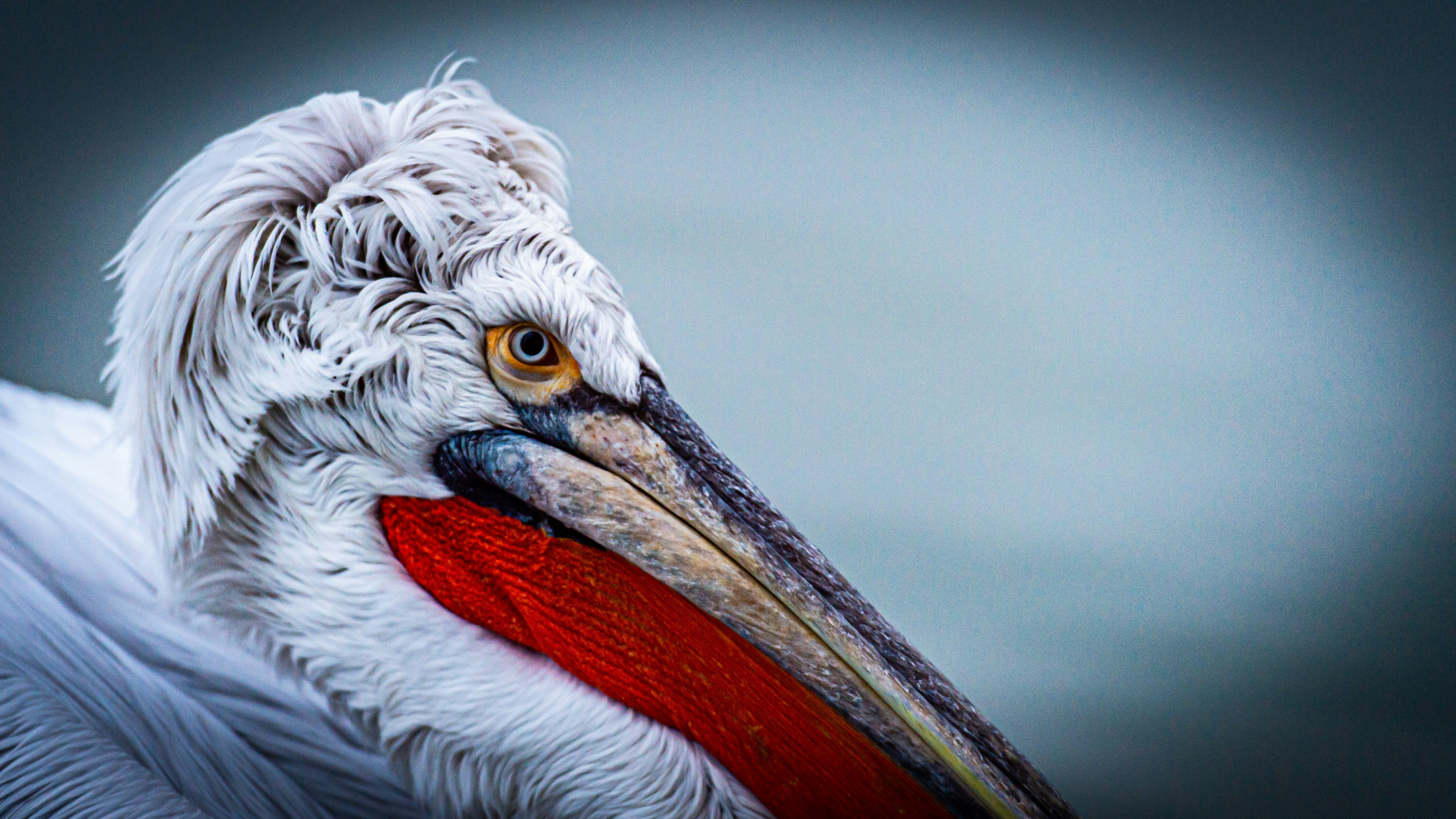 Close-up of a pelican with vivid orange pouch against a soft blue background.