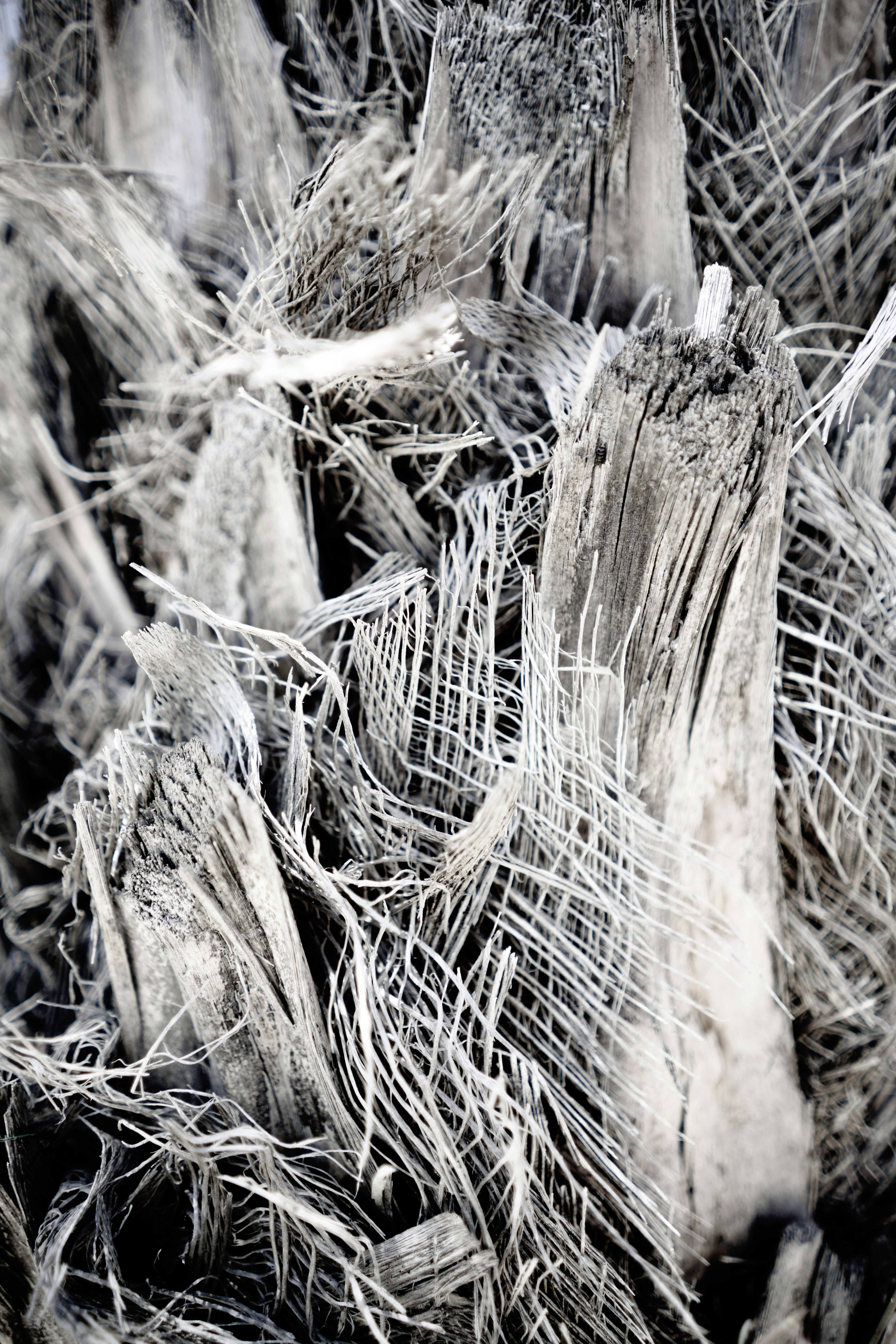 Close-up of frayed and weathered wooden fibers with intricate textures and patterns.