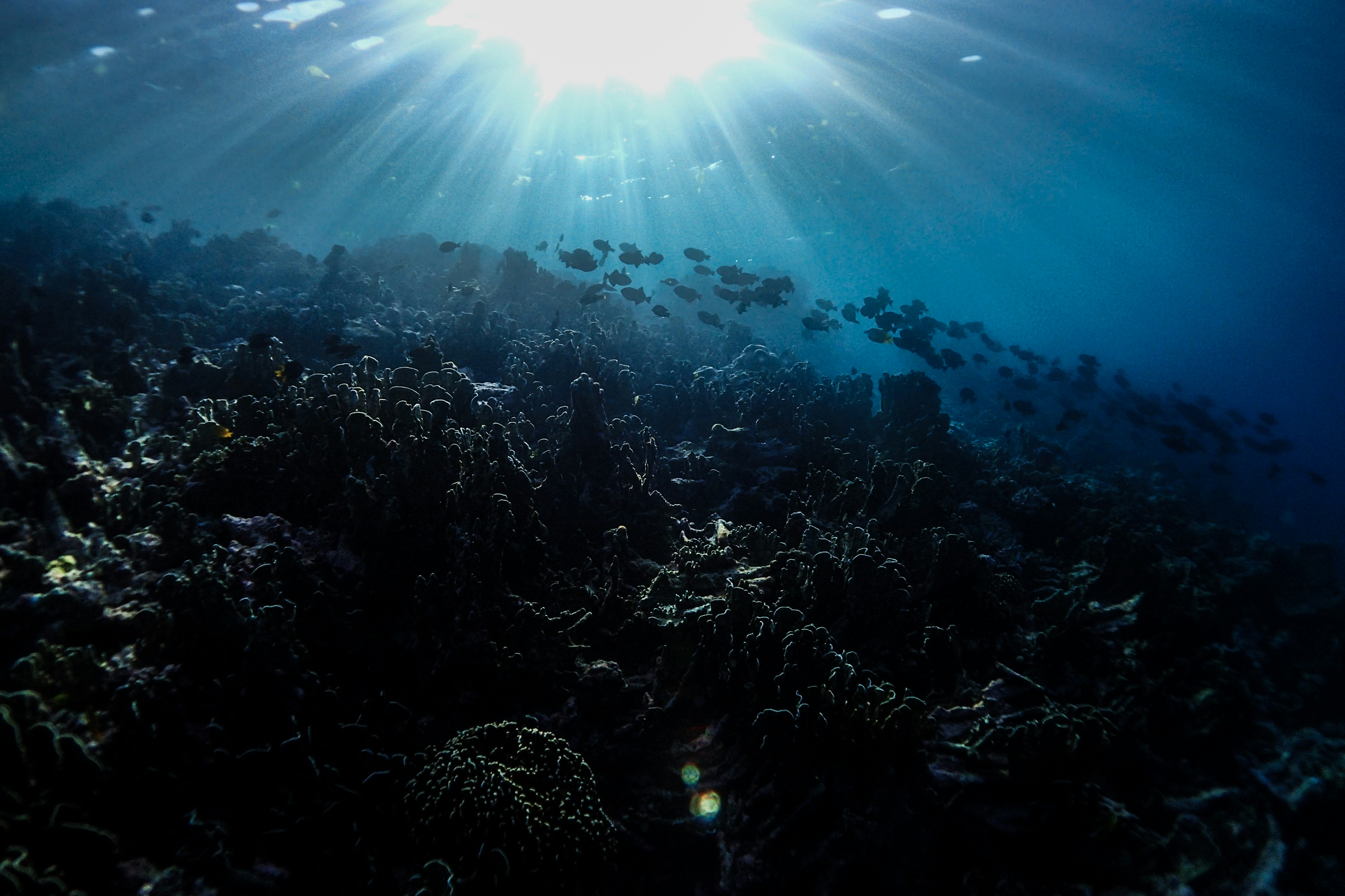 Sunbeams penetrate the ocean, illuminating a vibrant coral reef and a school of fish.