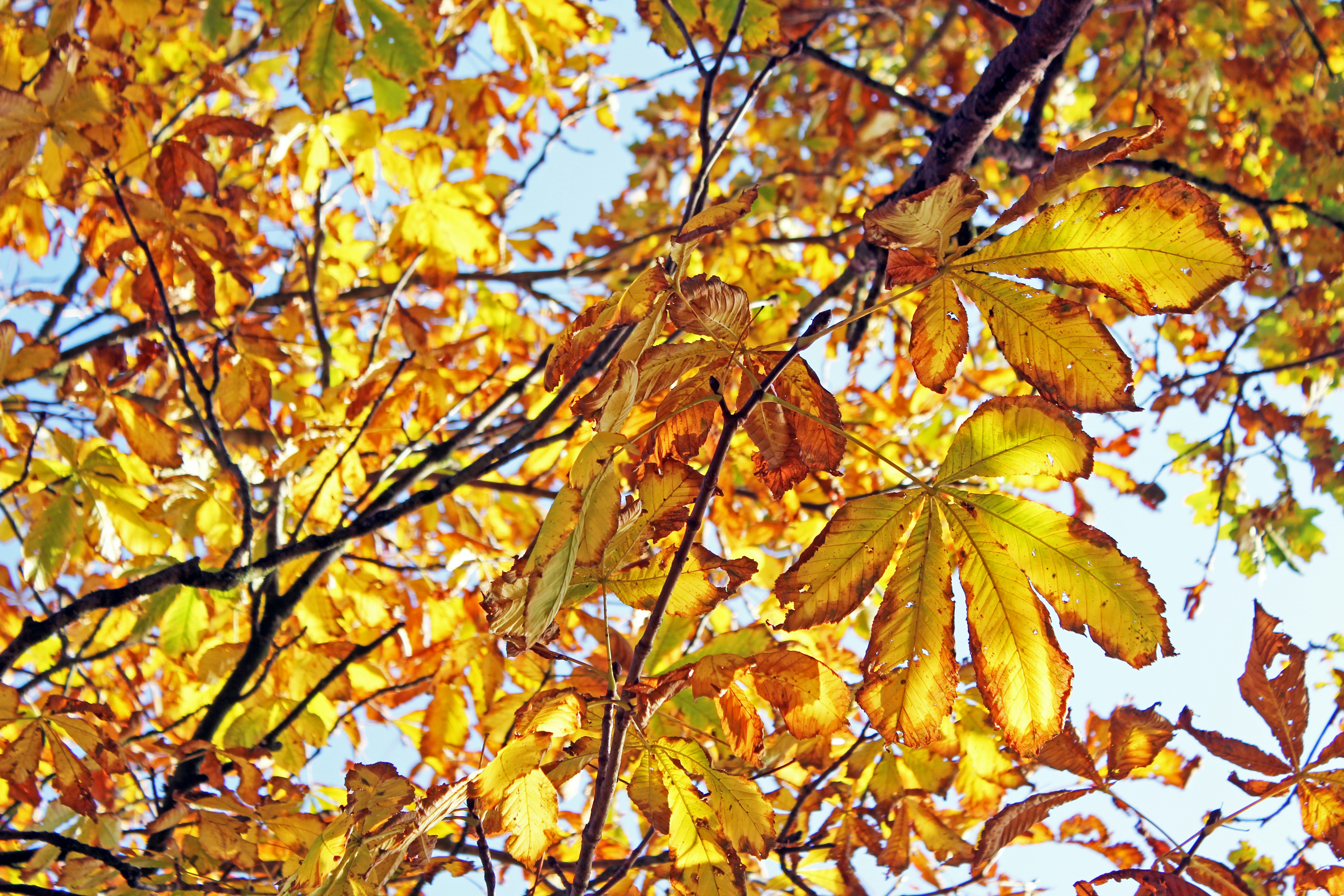 Sunlit yellow and rust leaves create a vibrant autumn canopy against a clear blue sky.