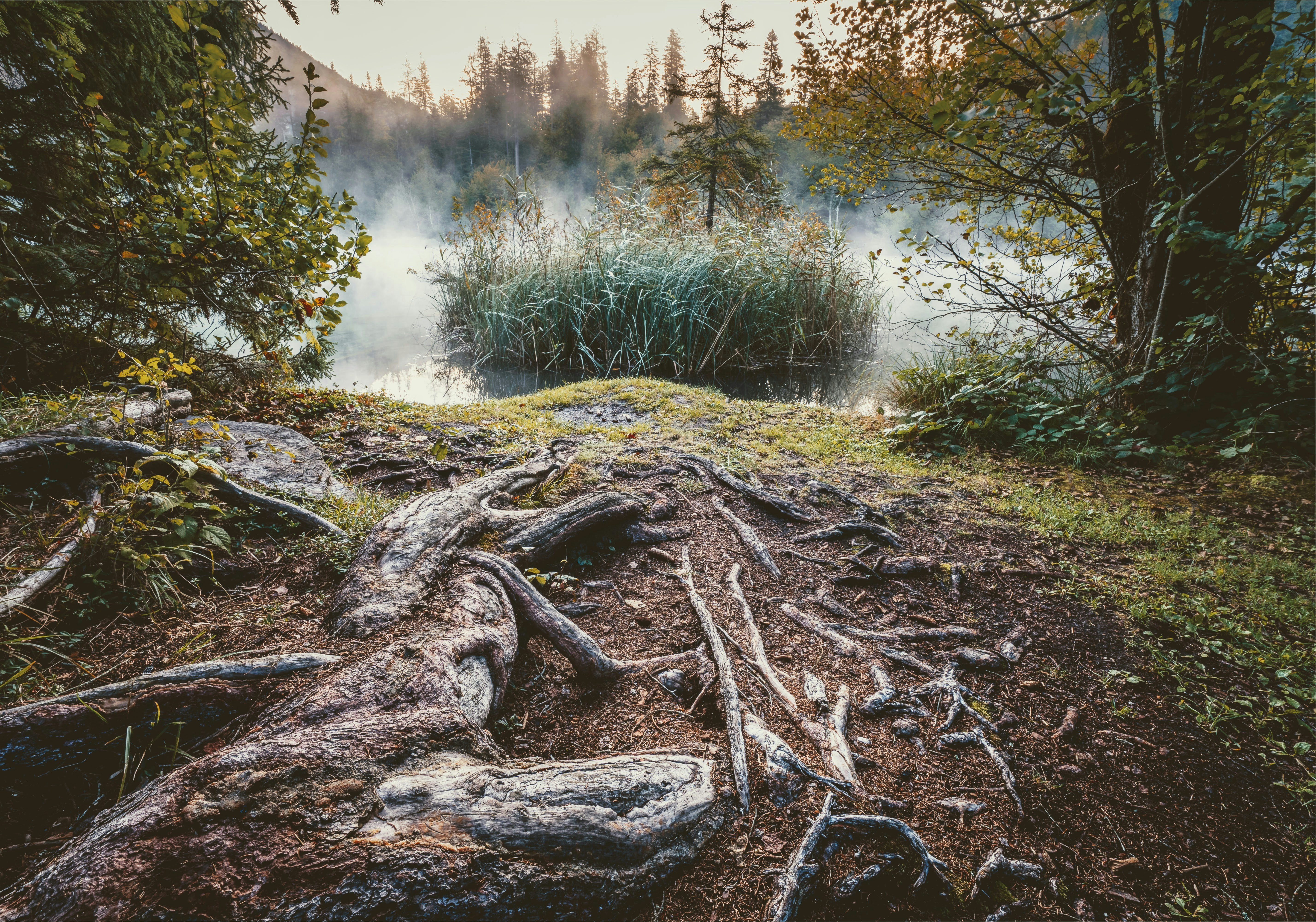 Rooted Pathway: Exposed Tree Roots Leading to Misty Pond