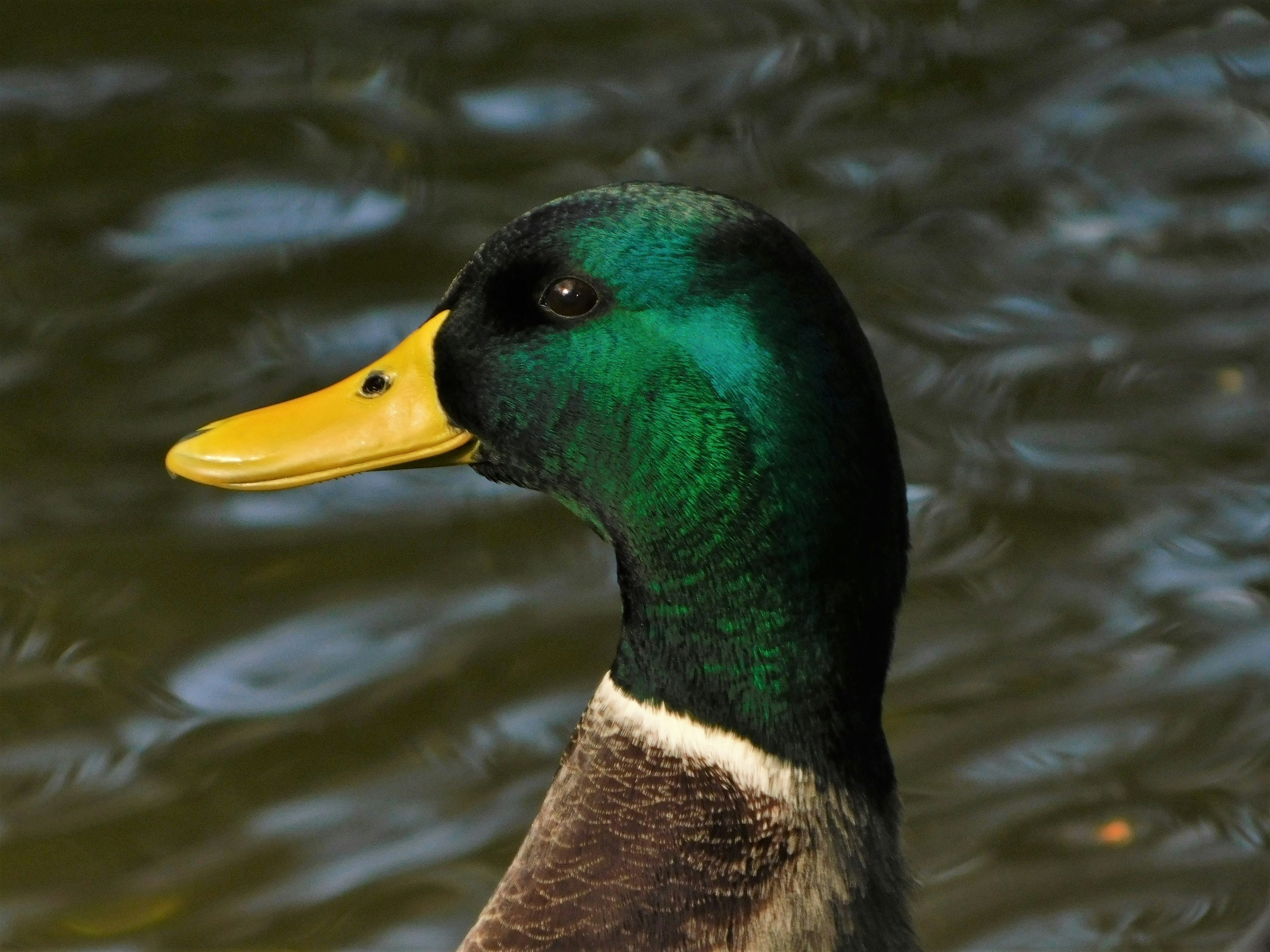 Close-up photograph of a mallard's iridescent green head and yellow bill gliding over rippling water.
