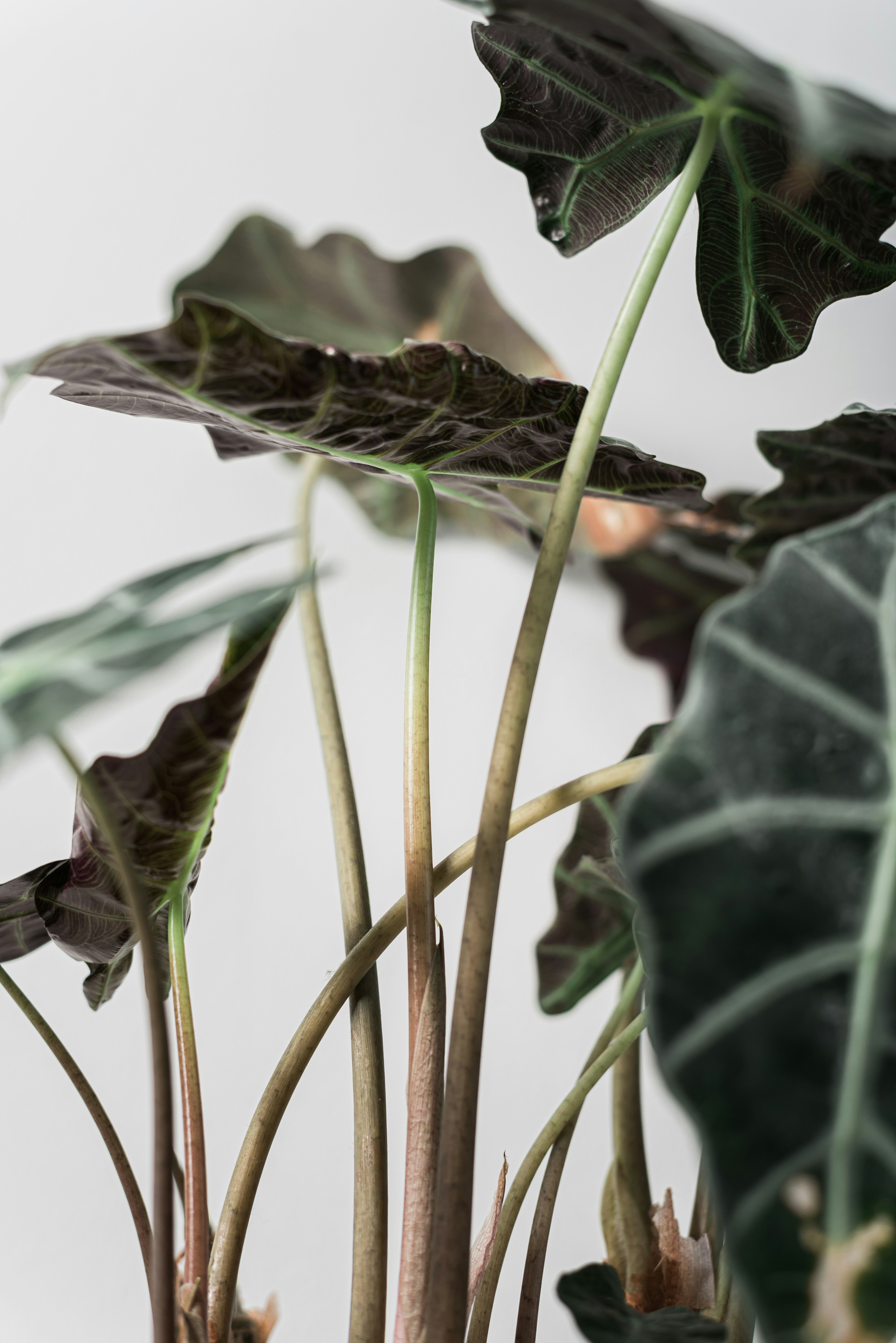 Vertical Threads: A Close-Up of Indoor Plant Stems and Leaves