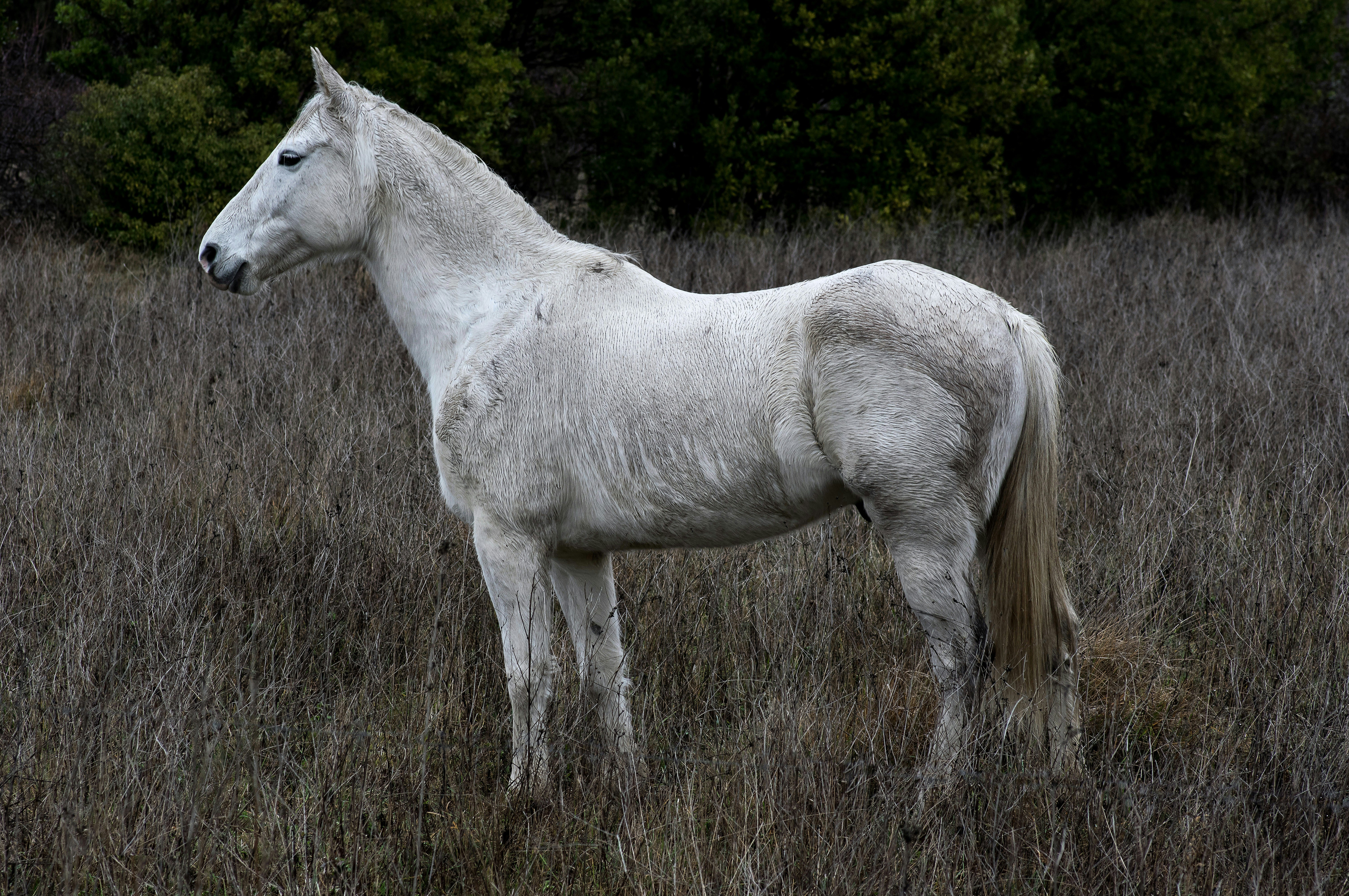 A majestic white horse stands gracefully in a field of dry grass, embodying strength and serenity. The natural backdrop enhances its striking presence.