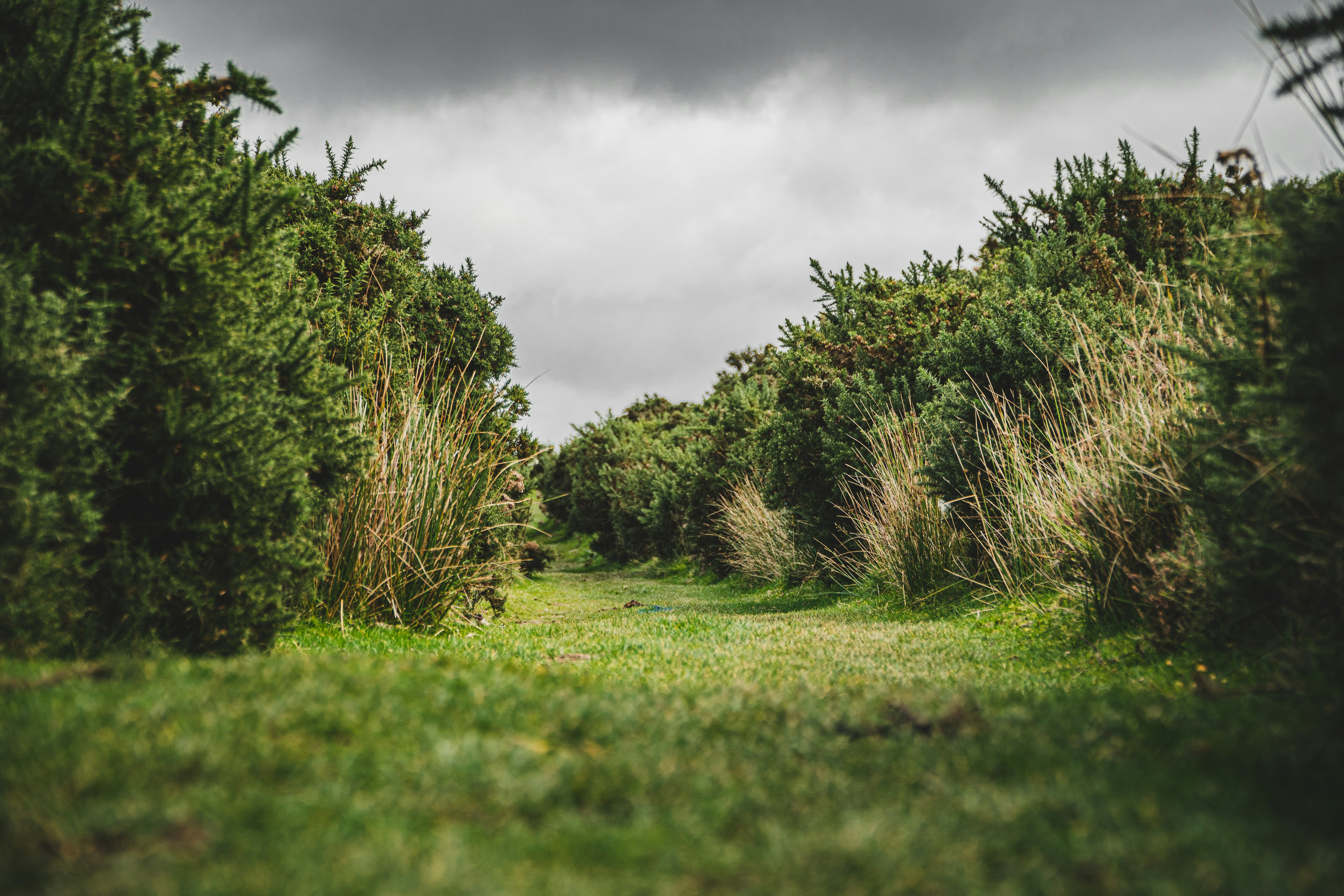 Moorland Pictures | Download Free Images on Unsplash