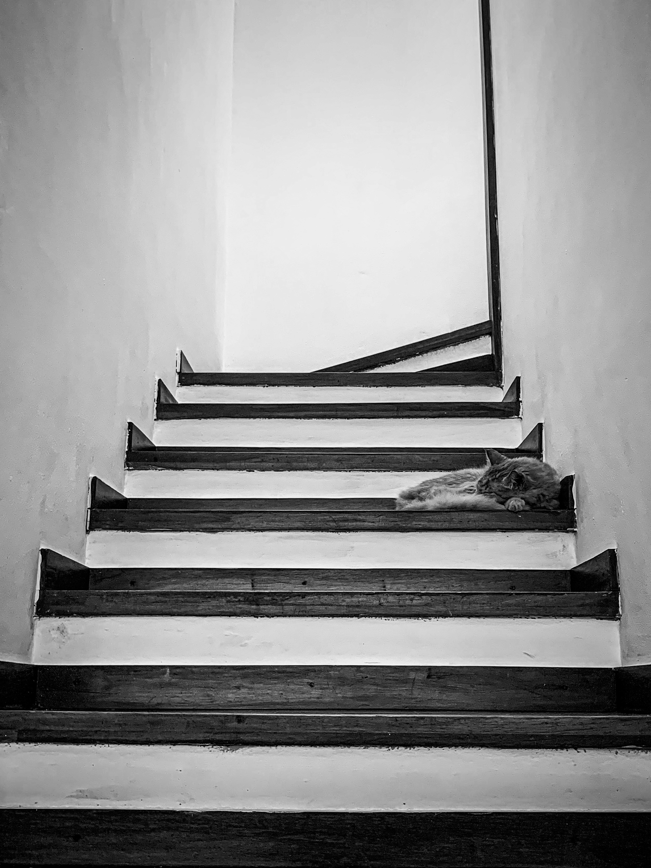 Resting on the Turn: A Cat Pauses on a Monochrome Staircase