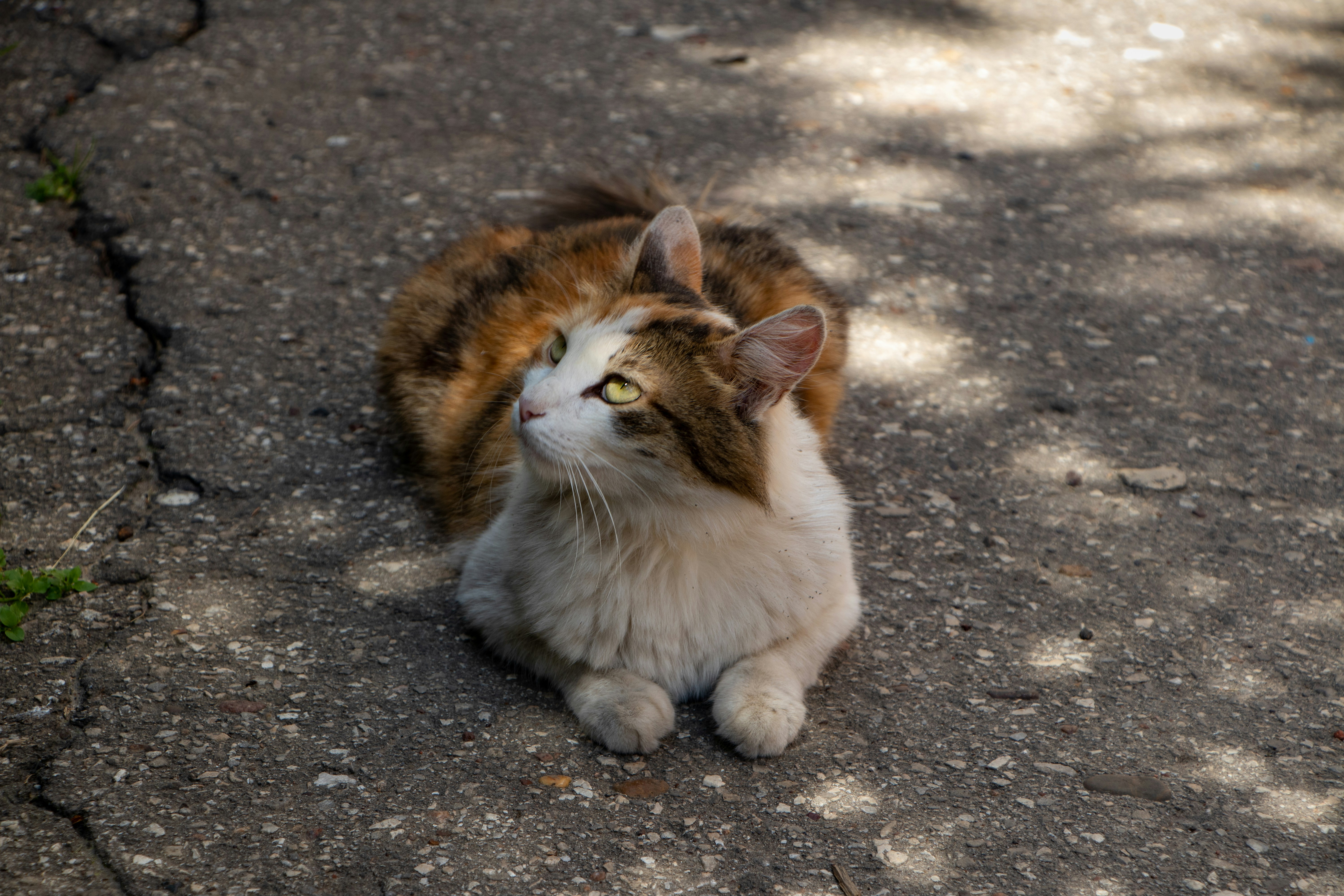 A fluffy cat lounges on a textured surface, gazing upward with curiosity. The interplay of light and shadow adds depth to the scene.