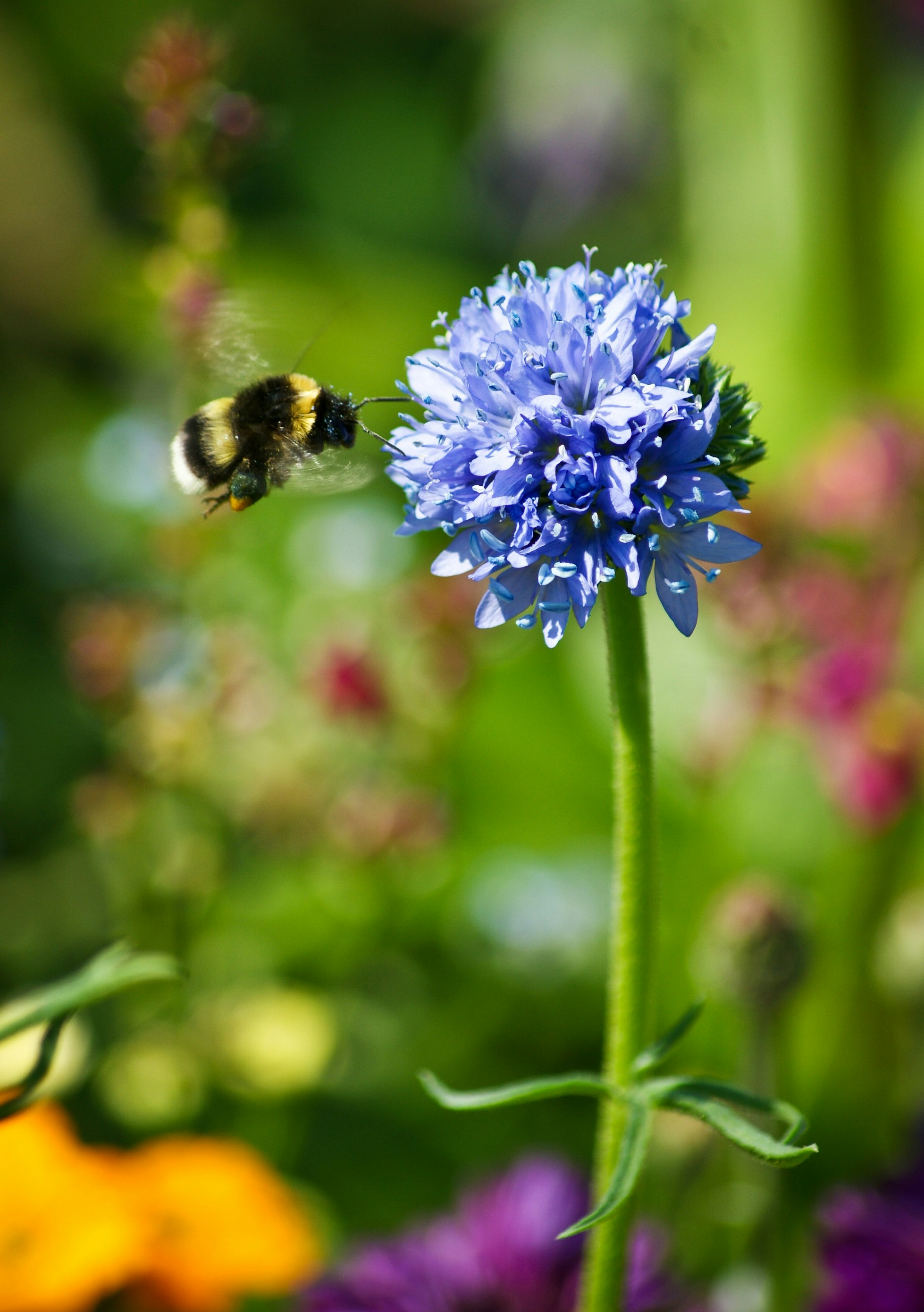 black and yellow bee on blue flower