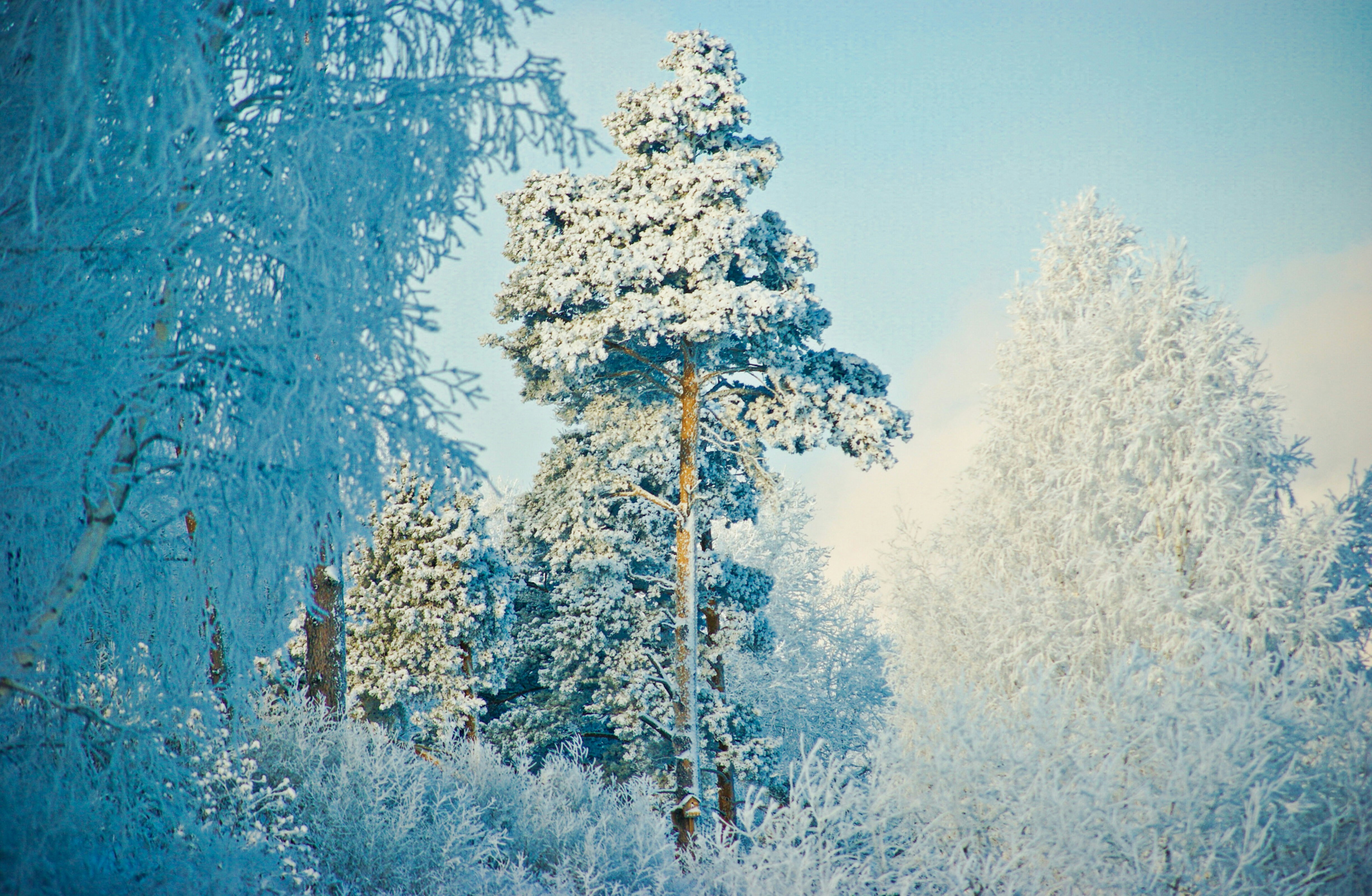 Frost-covered trees stand tall against a pale blue sky, capturing the serene beauty of a winter landscape.