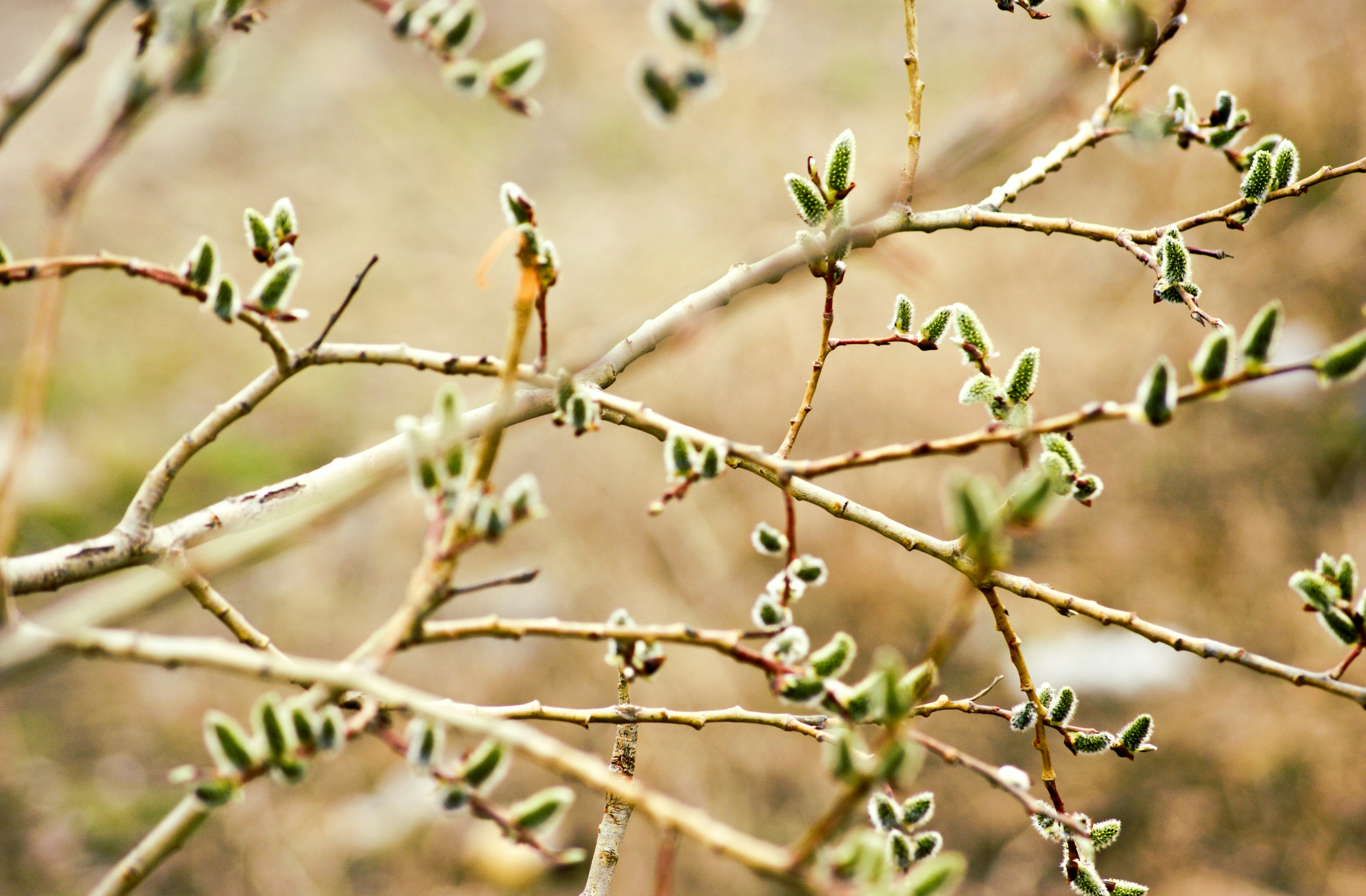 Emerging Buds on Quiet Branches in Spring Light