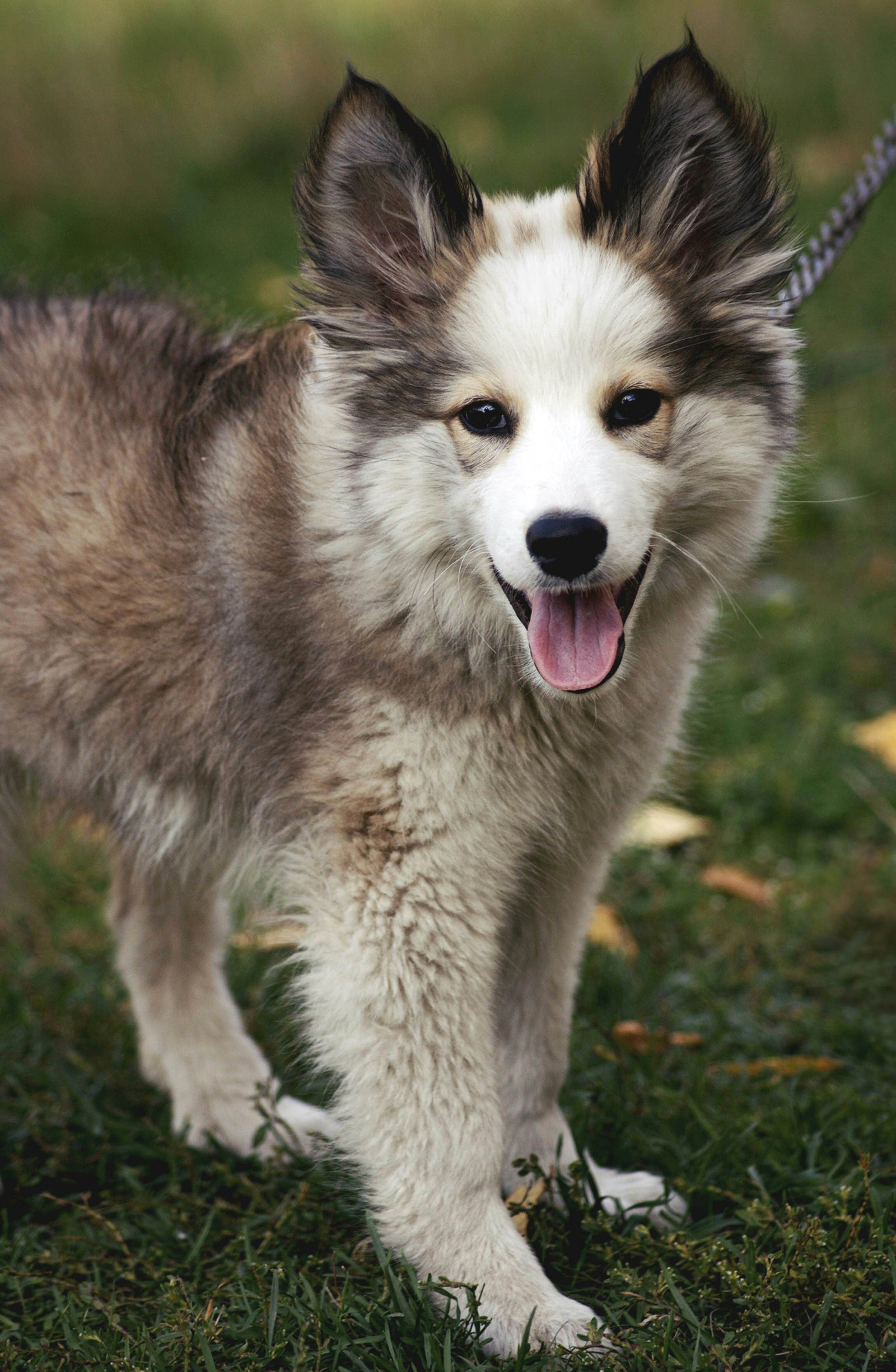 A fluffy dog with perked ears stands on green grass, radiating joy and curiosity.